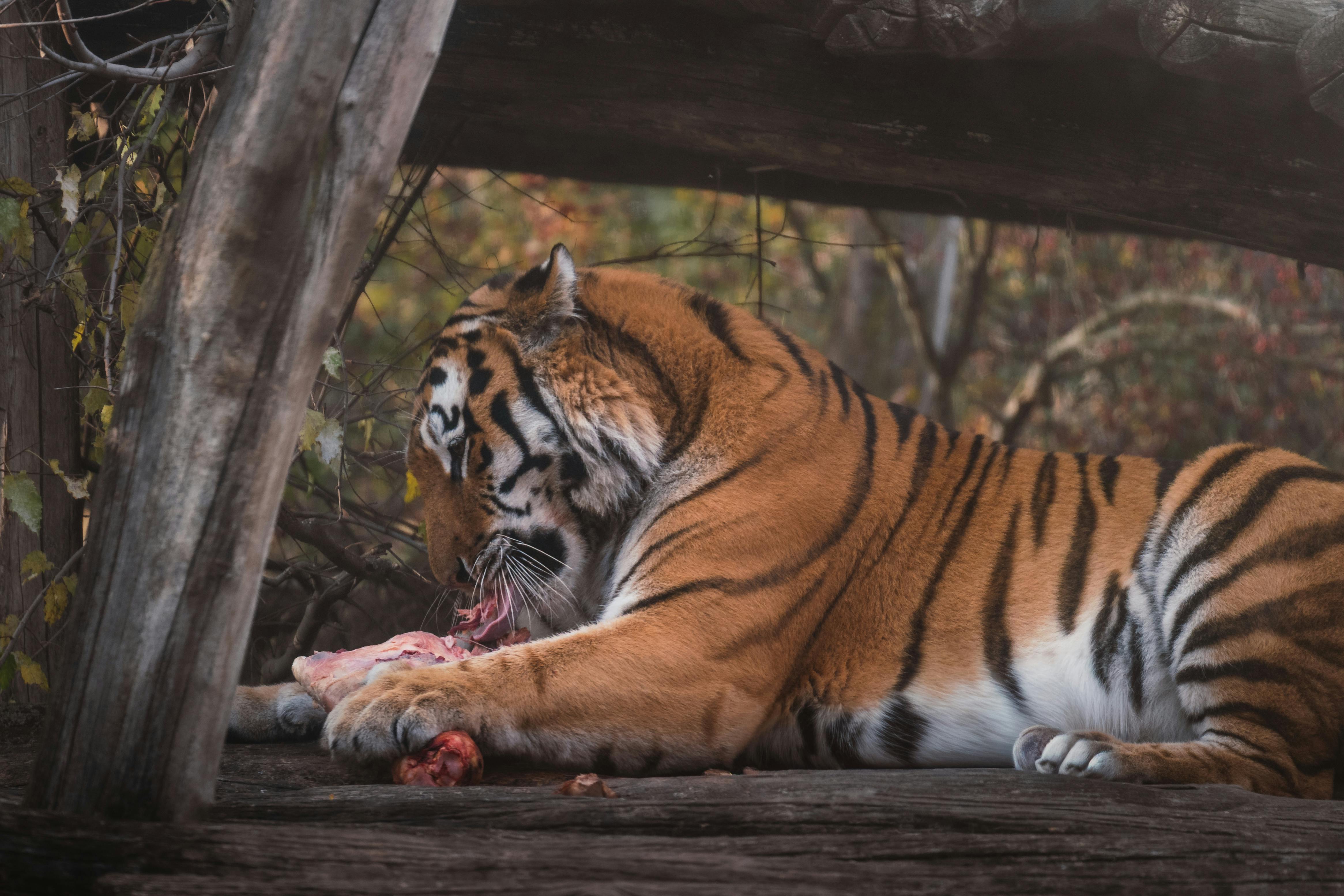 2.000+ Tiava+bokep+indo+viral Bilder und Fotos · Kostenlos Downloaden · Pexels Stock-Fotos