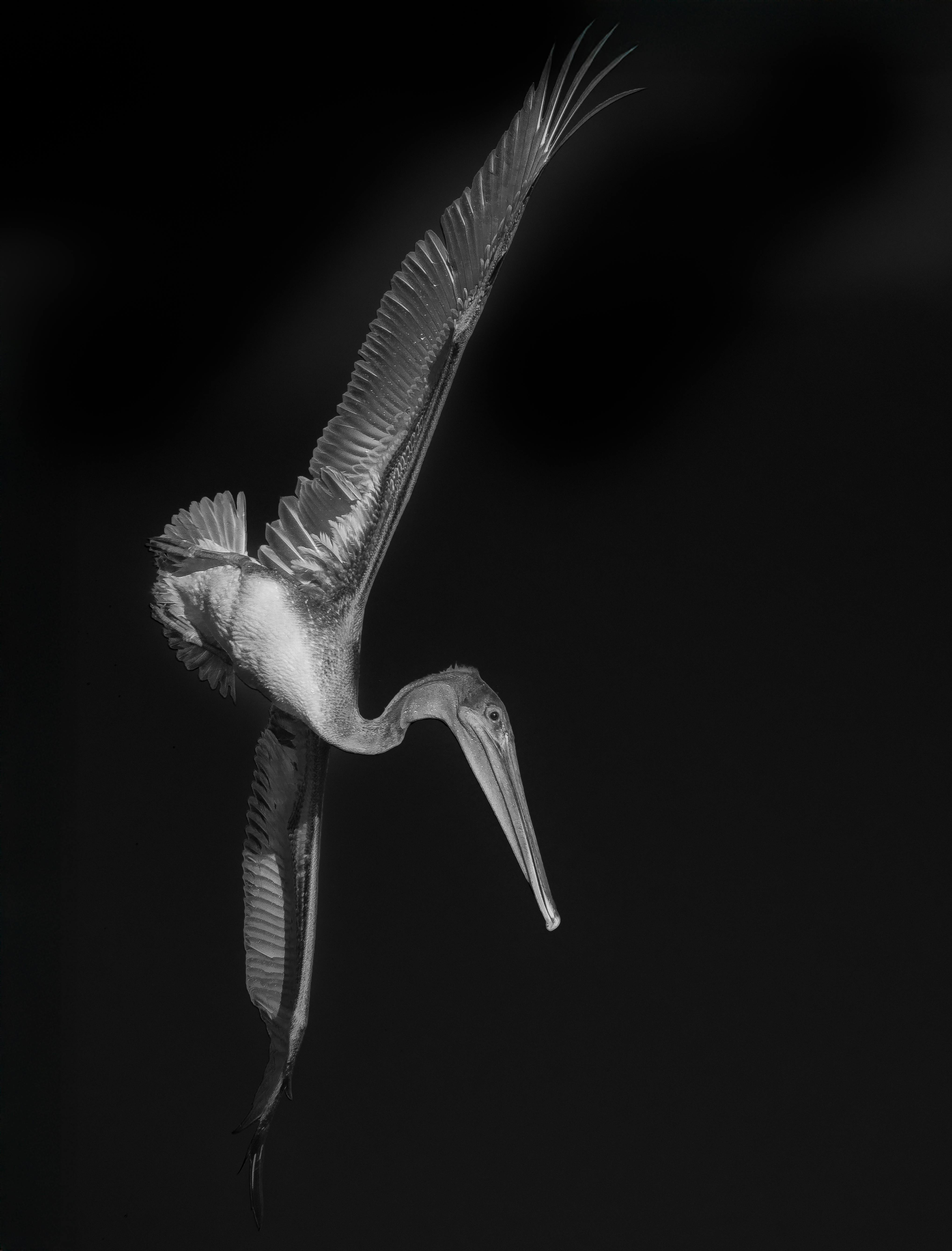 Todaydbacsed+And+Black Photos, Download The BEST Free Todaydbacsed+And ...