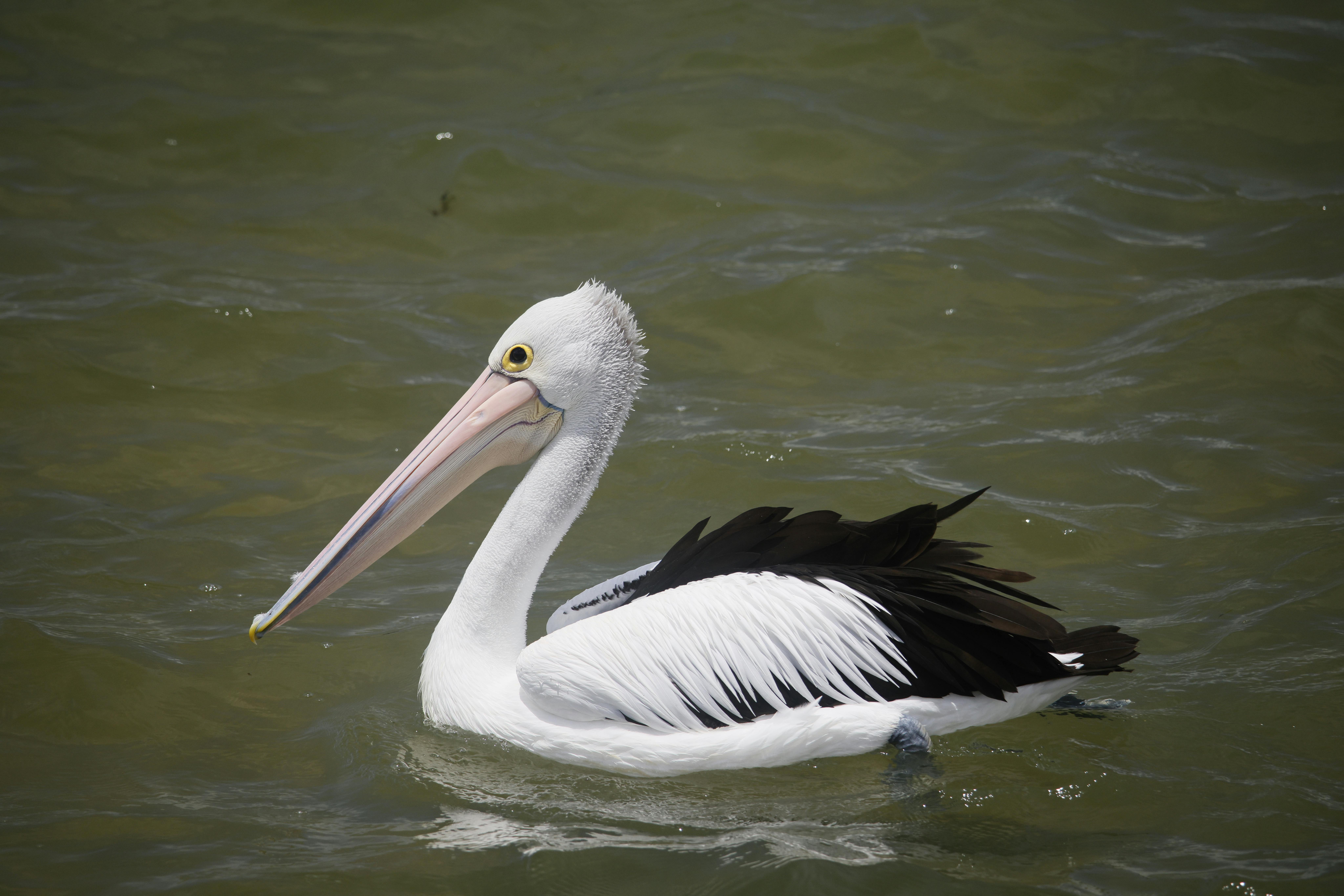 I.Pinimg+Images Photos, Download The BEST Free I.Pinimg+Images Stock ...