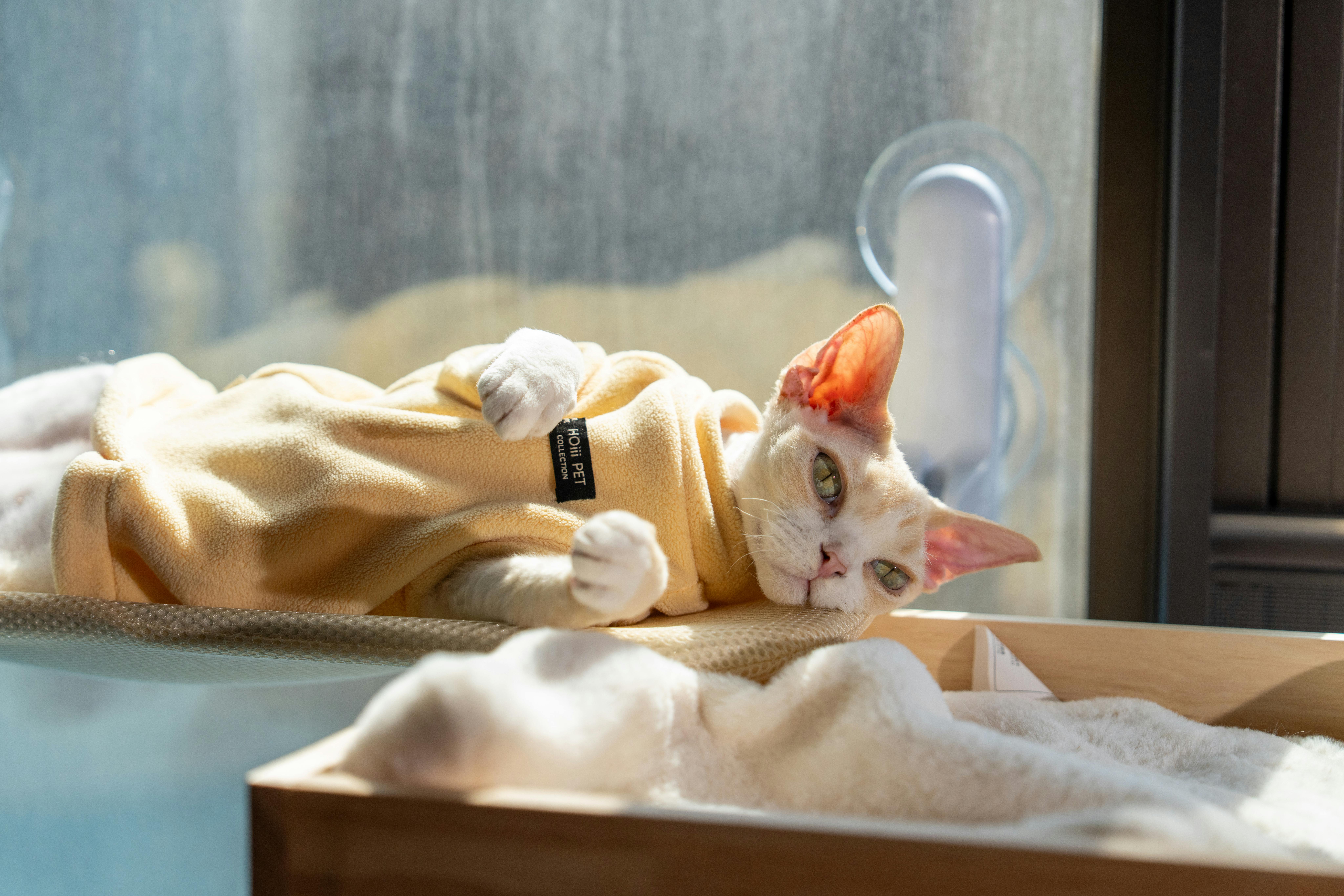 Foto de stock gratuita sobre #interior, acogedor, adorable, ambiente en ...