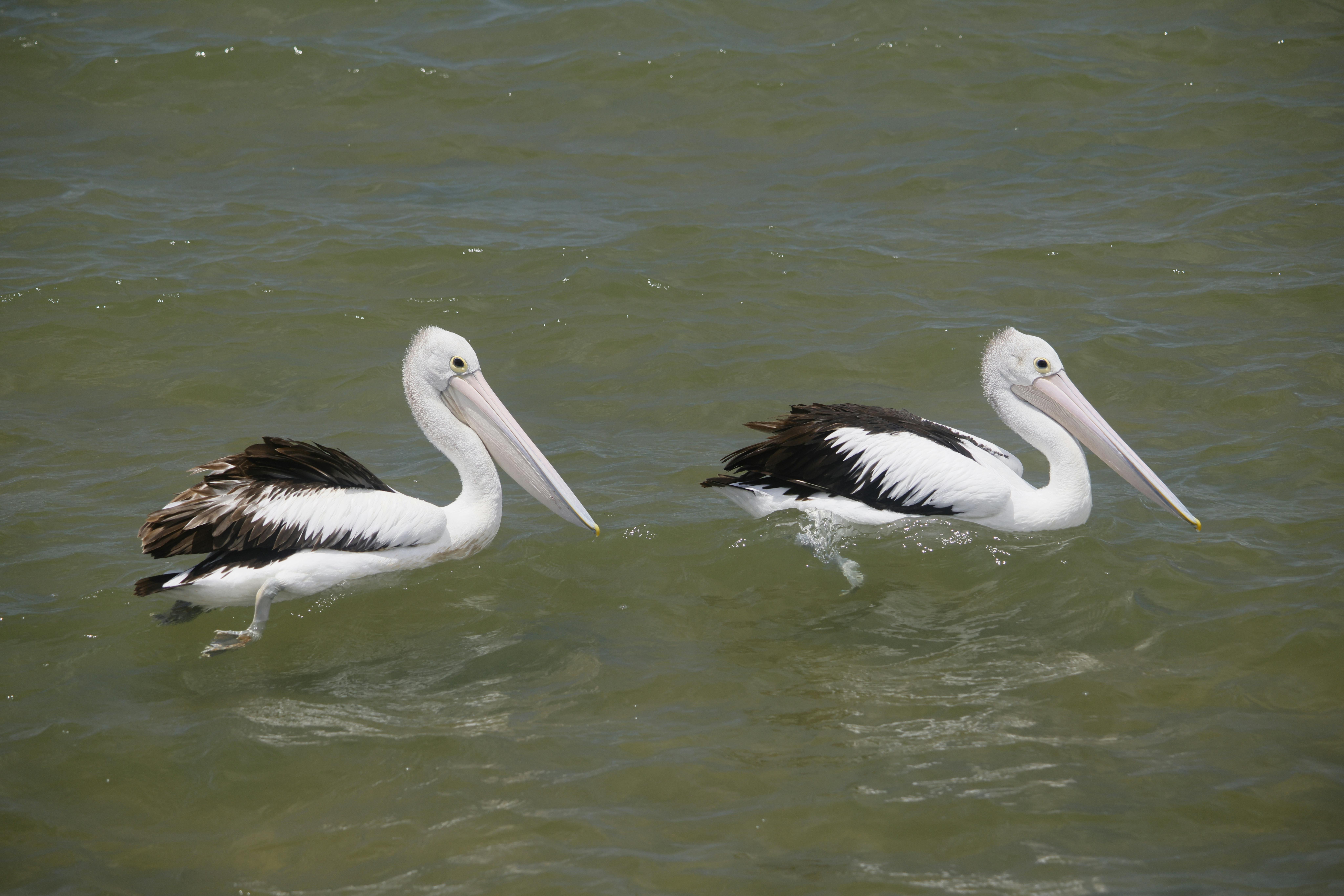 I.Pinimg+Images Photos, Download The BEST Free I.Pinimg+Images Stock ...