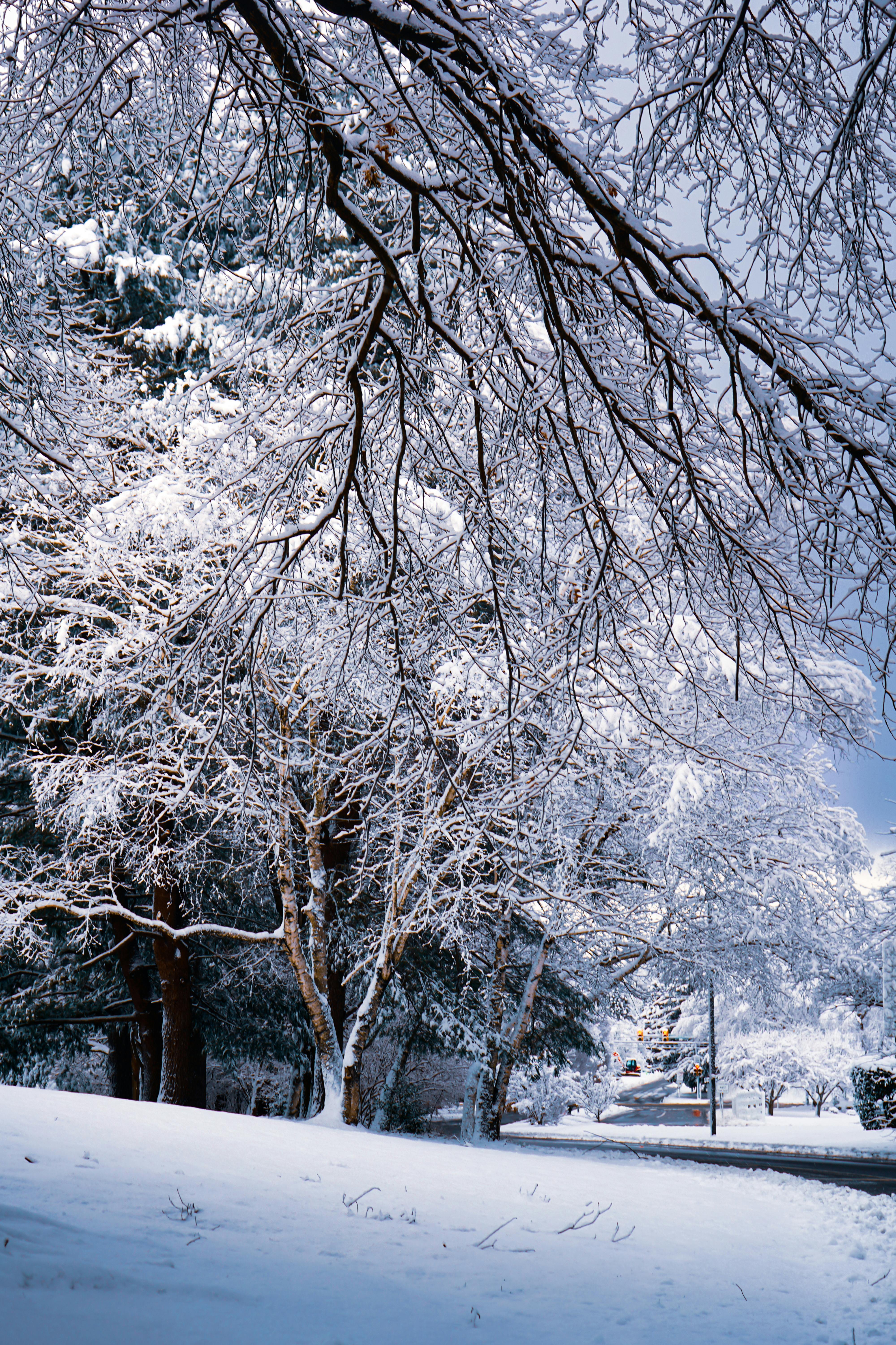 Serene Winter Landscape with Snow-Covered Trees · Free Stock Photo
