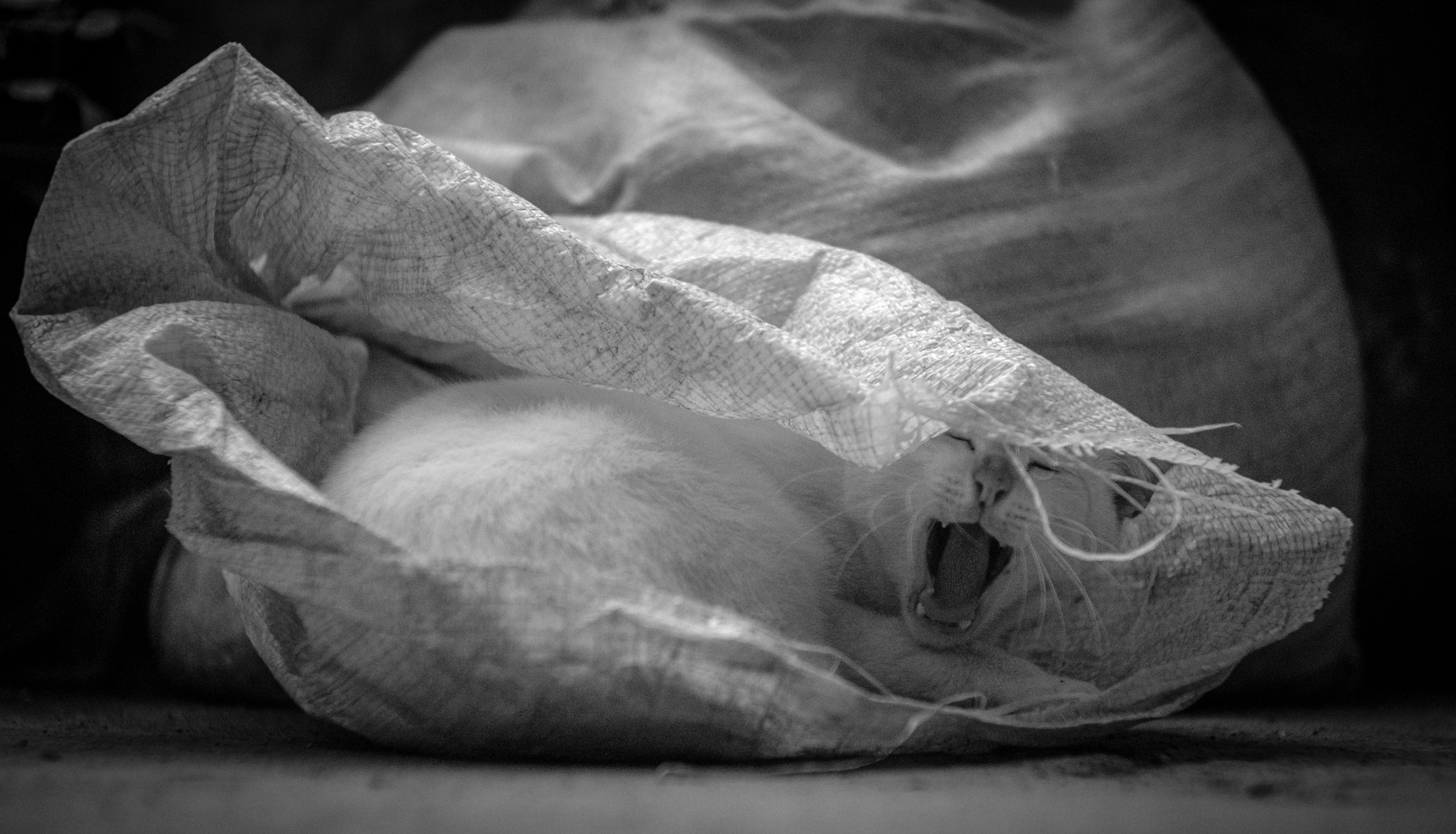 Yawning White Cat in a Sack: Black and White · Free Stock Photo