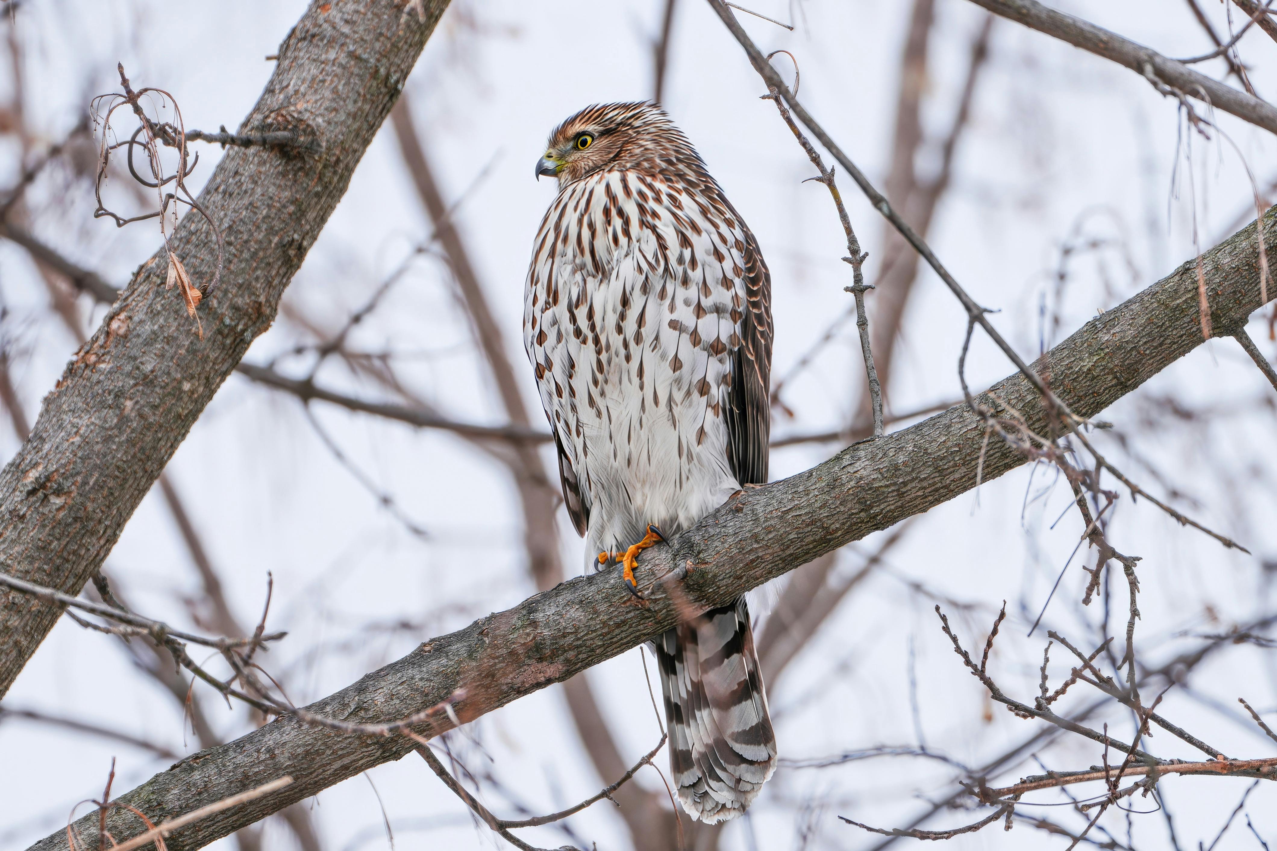 Strangled+Pantyhose+Feet+Deviantart Photos, Download The BEST Free ...