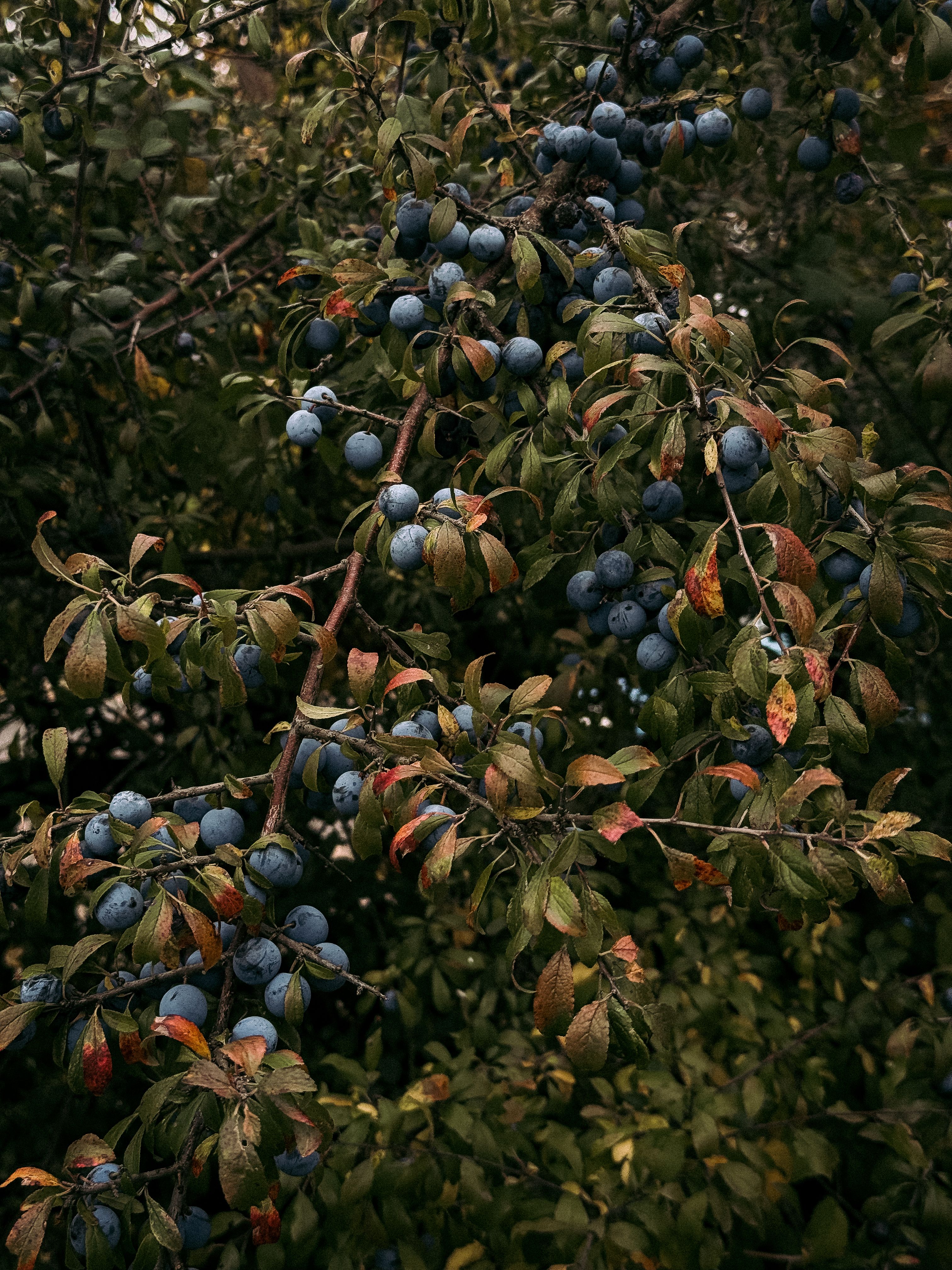 Anar Fruit Photos, Download The BEST Free Anar Fruit Stock Photos & HD ...