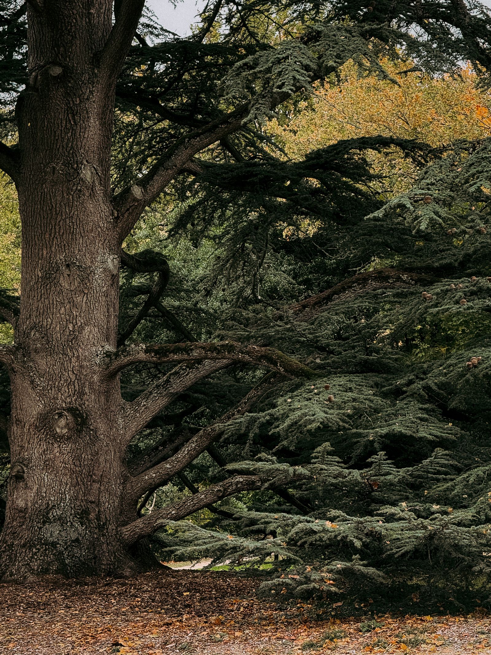 Cedar Tree Photos, Download The BEST Free Cedar Tree Stock Photos & HD ...
