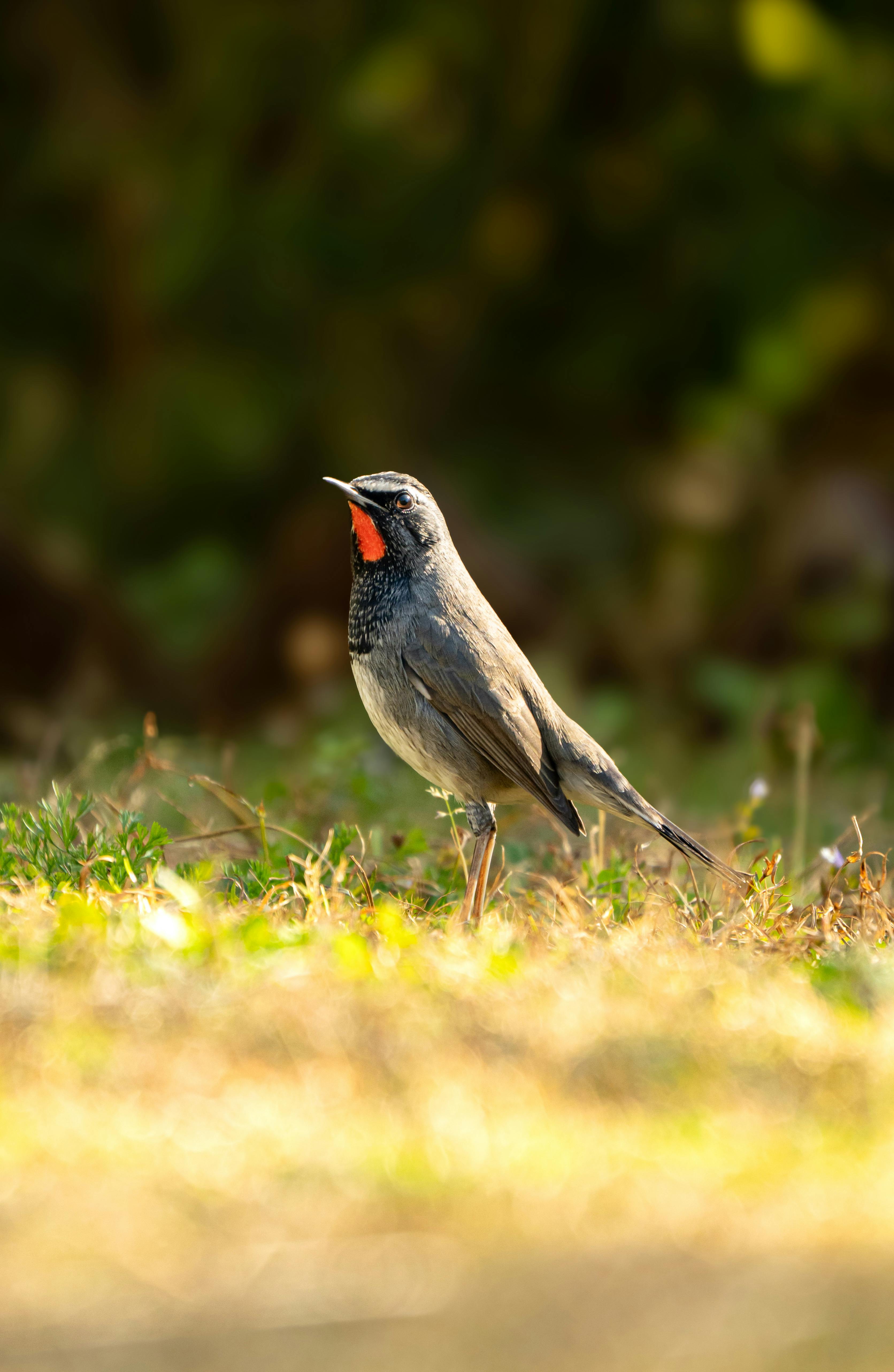 Google+搜圖 Photos, Download The BEST Free Google+搜圖 Stock Photos & HD Images