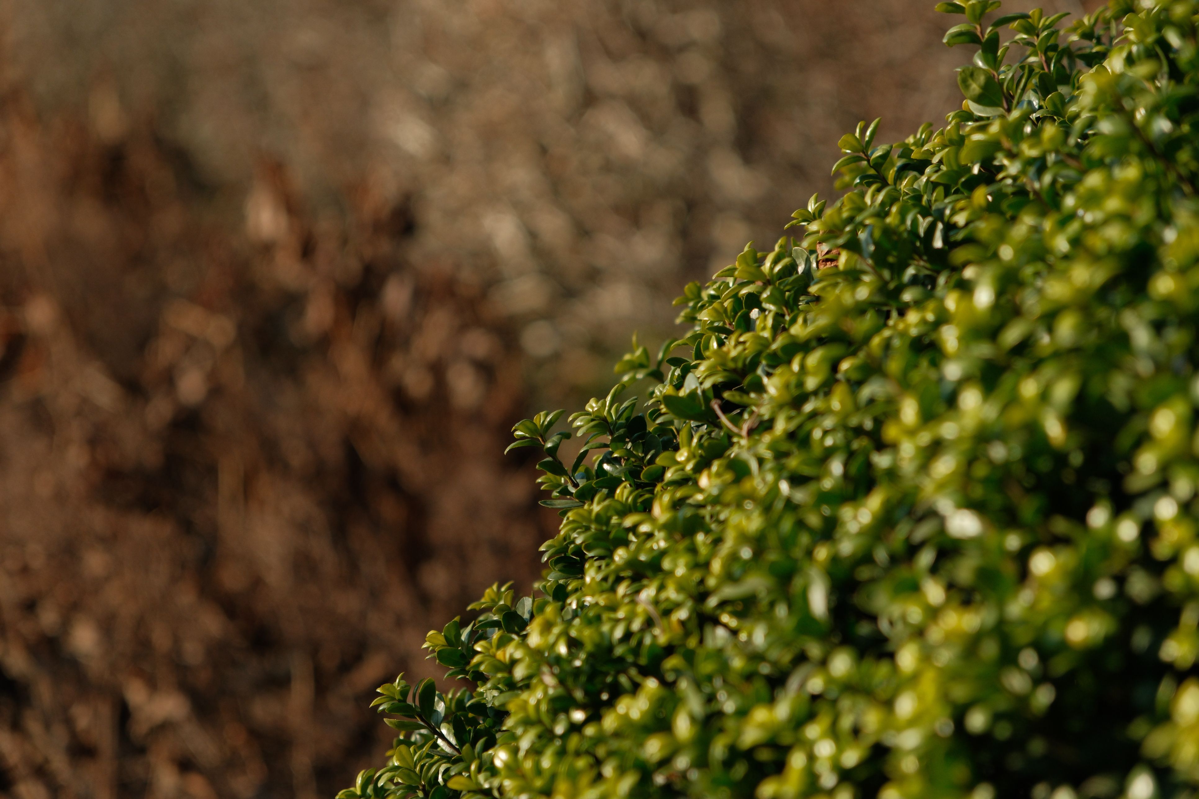 Close-up of Green Bush with Blurred Background · Free Stock Photo