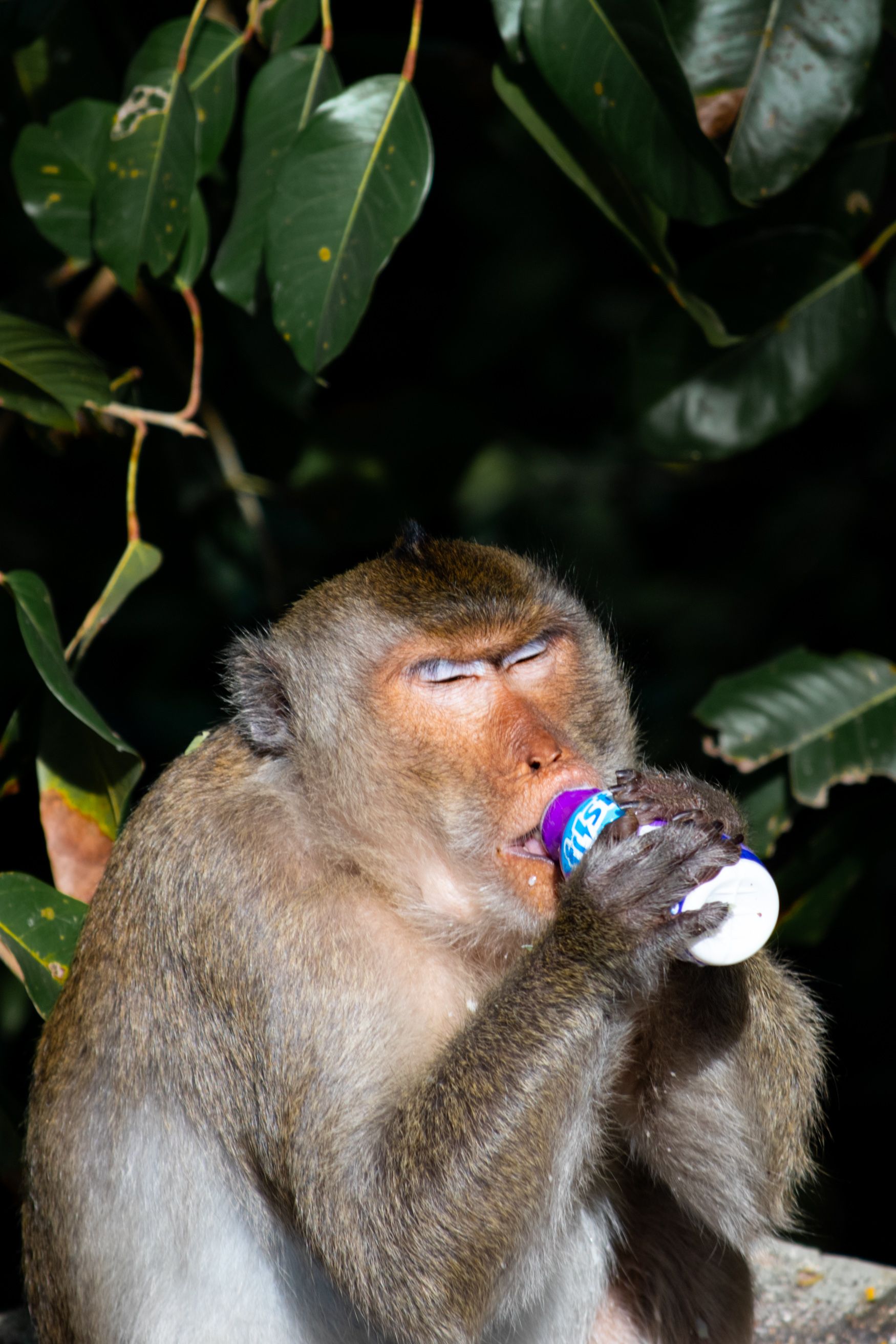 Monkey sipping from a bottle in jungle setting · Free Stock Photo