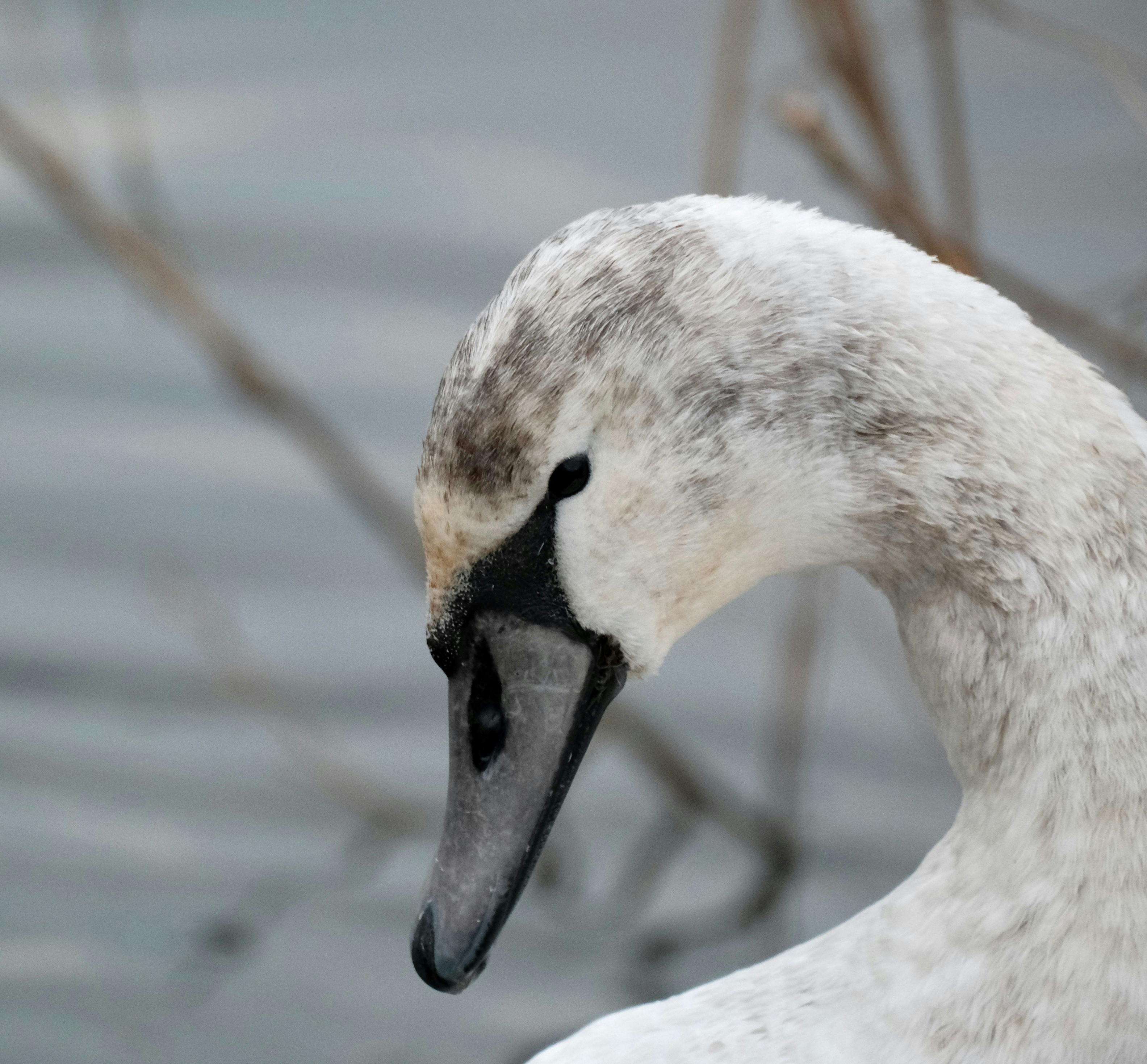 Tnaflix+Young+Starlets Photos, Download The BEST Free Tnaflix+Young ...