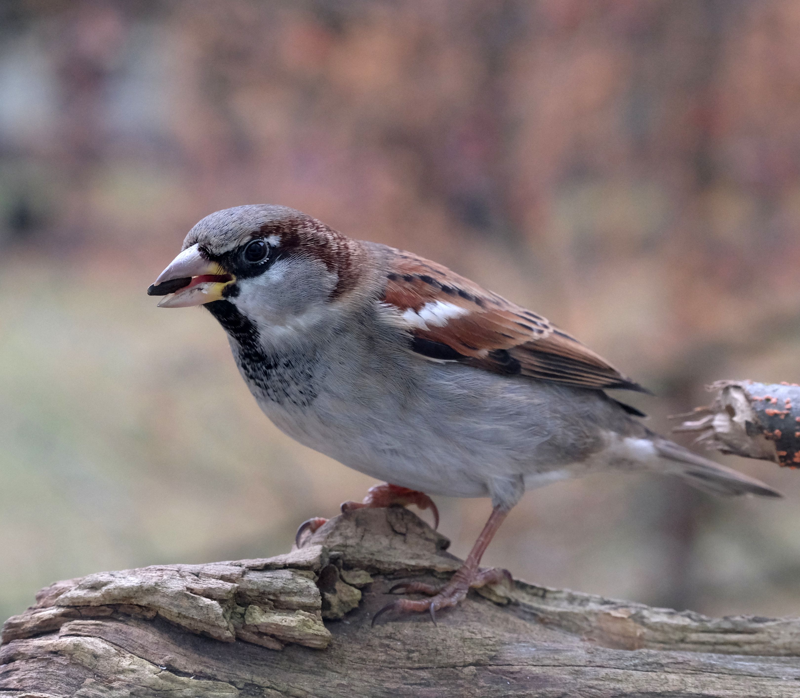 Sparrows+On+A+Branch+Enjoy+Spring+Blooms Photos, Download The BEST Free ...