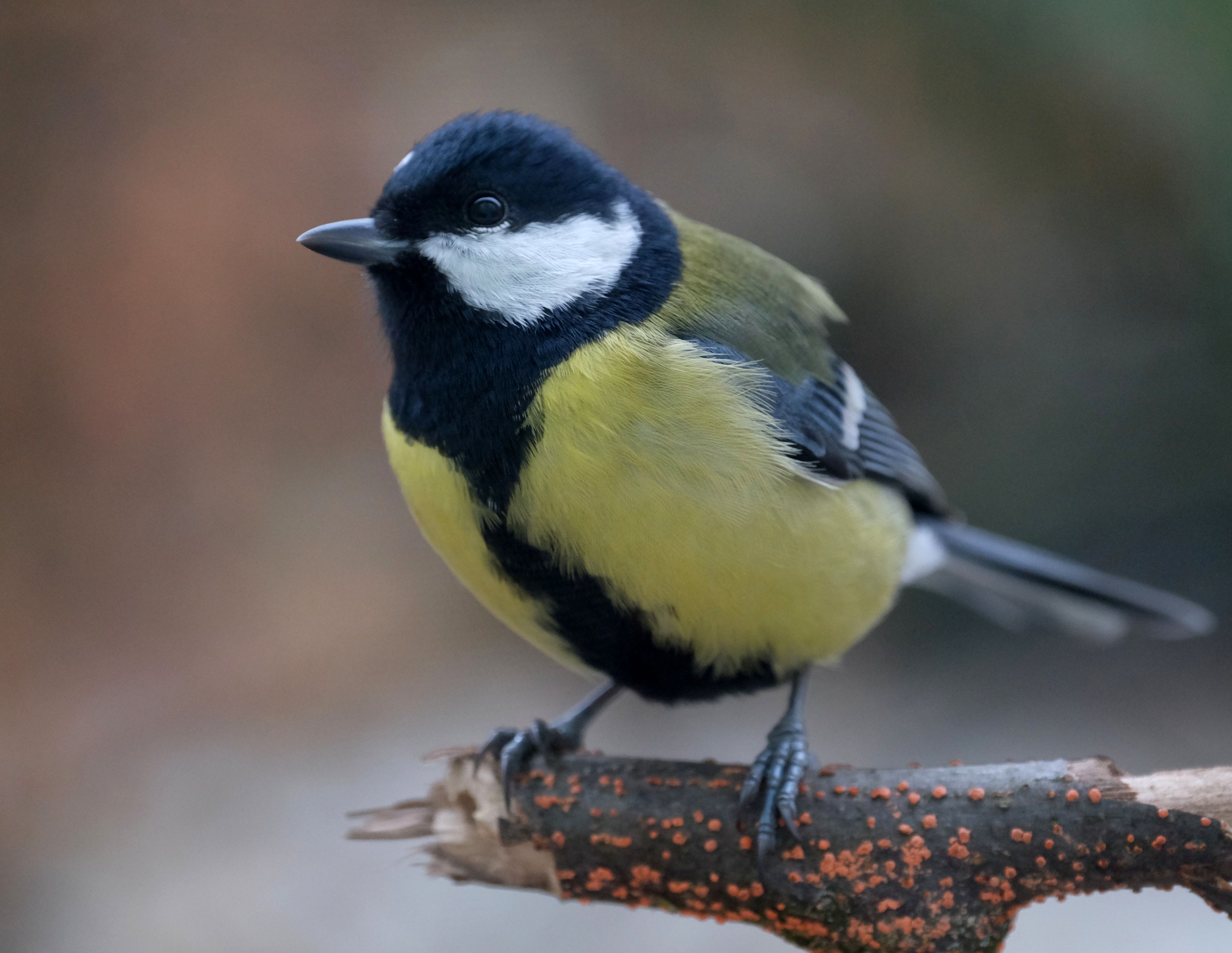 Cute Bird Photos, Download The BEST Free Cute Bird Stock Photos & HD Images
