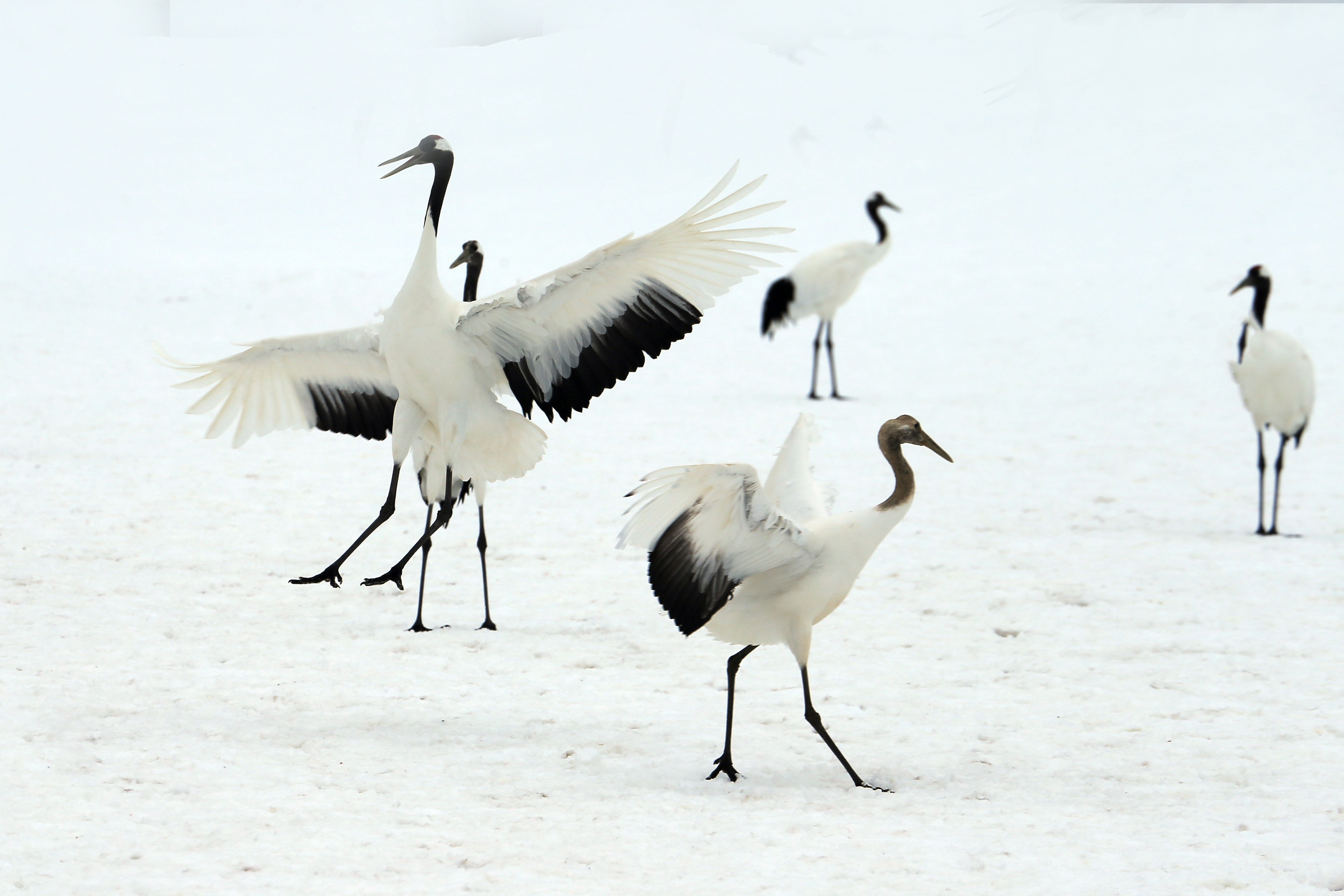 Elegant Red-Crowned Cranes in Snowy Dance Performance · Free Stock Photo