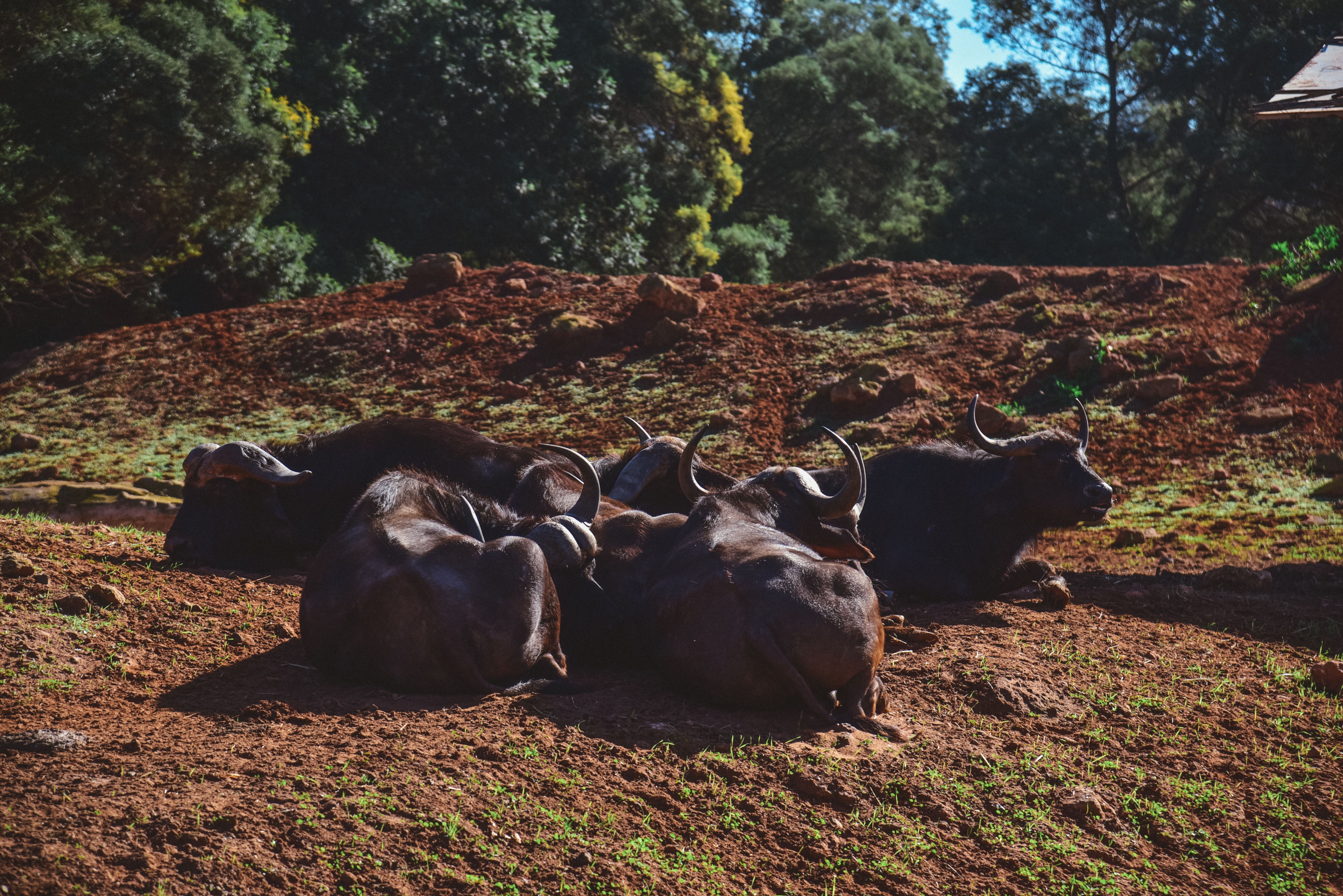 Laura+Farms+In+A+Bikini Photos, Download The BEST Free Laura+Farms+In+A ...