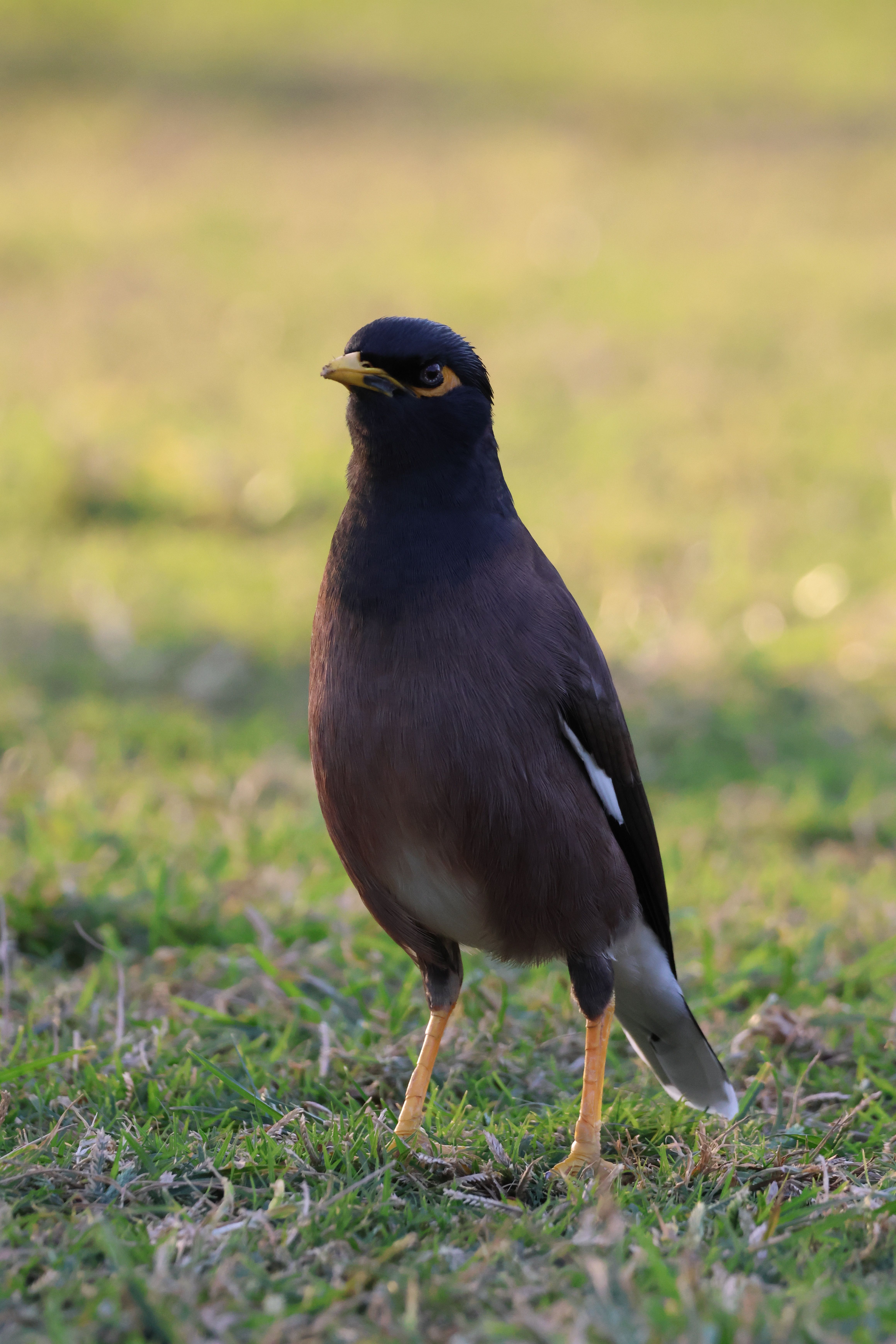 Close-Up of a Common Myna on Grass · Free Stock Photo