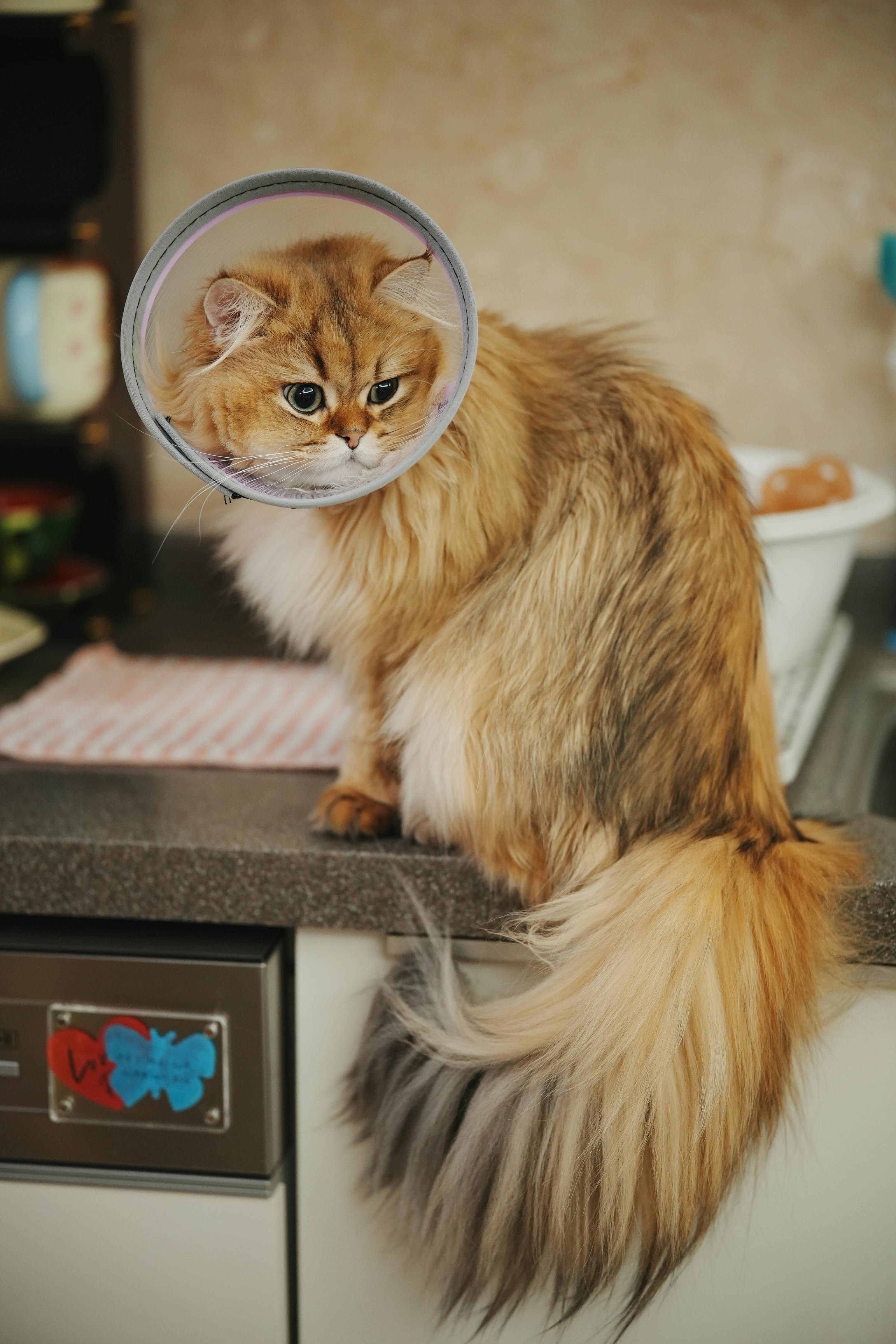 Cute+Imx+Girls Photos, Download The BEST Free Cute+Imx+Girls Stock ...