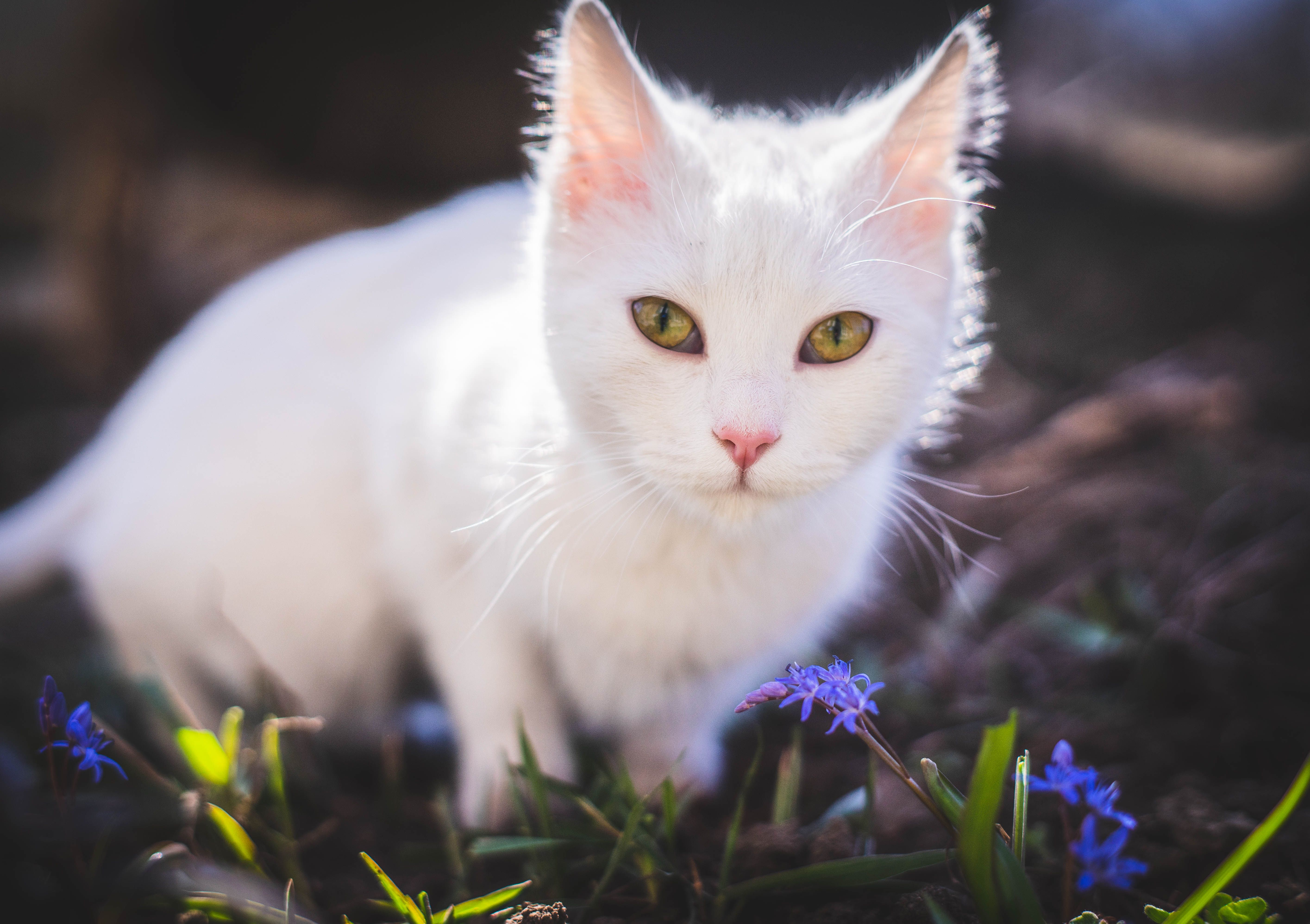 Small Animal Photos, Download The BEST Free Small Animal Stock Photos ...