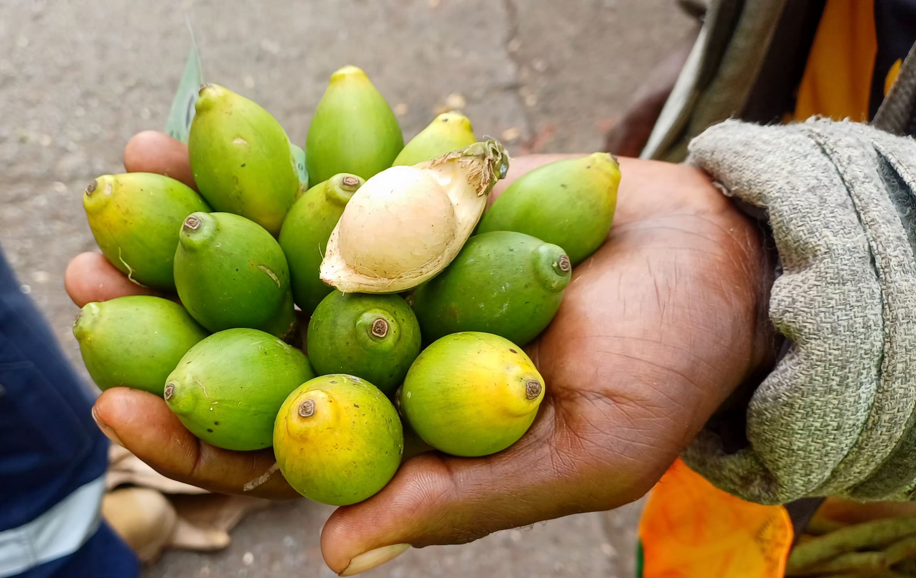 Fresh Betel Nuts in Hand from Papua New Guinea · Free Stock Photo