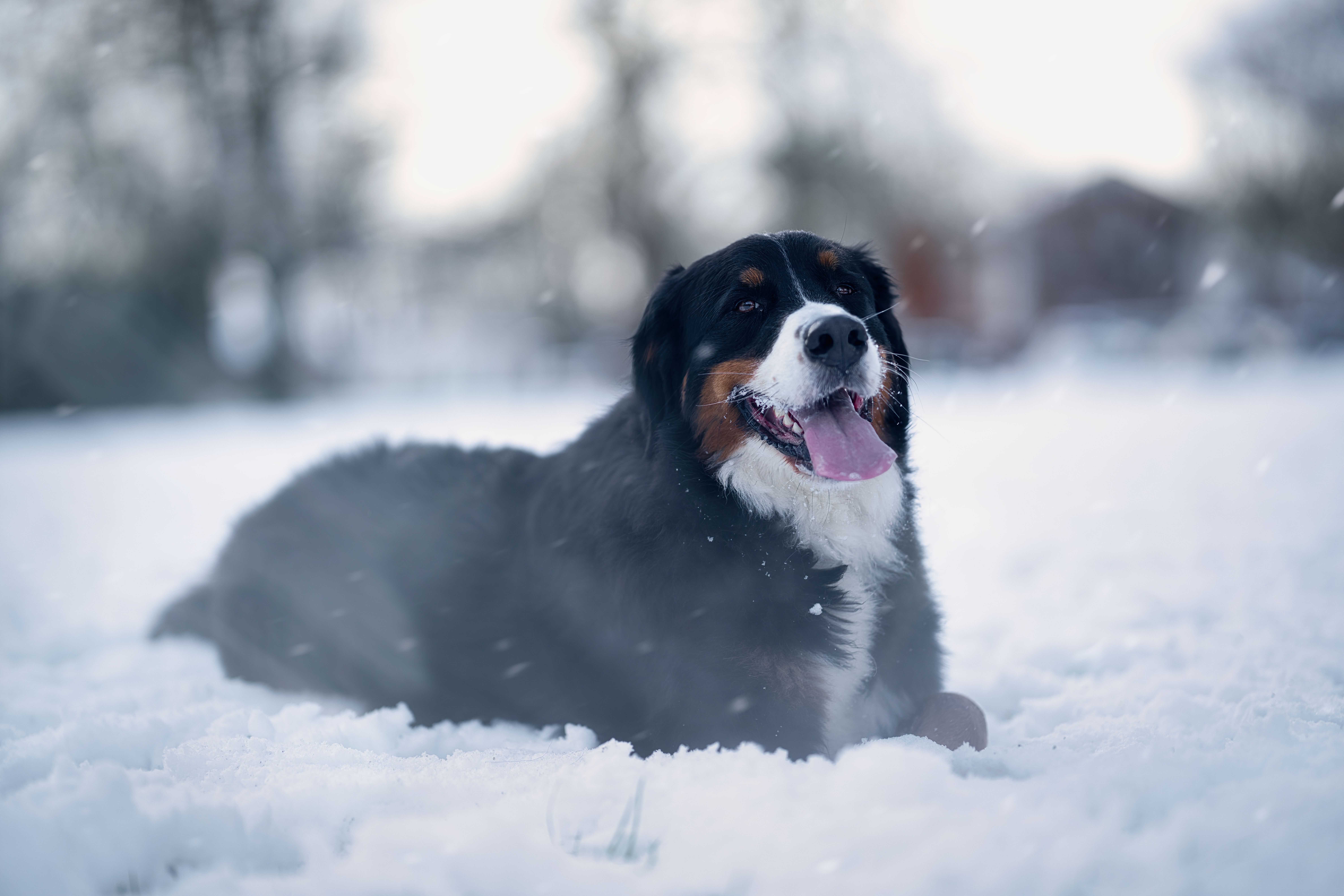 Bernese Mountain Dog enjoying snowy day outdoors · Free Stock Photo