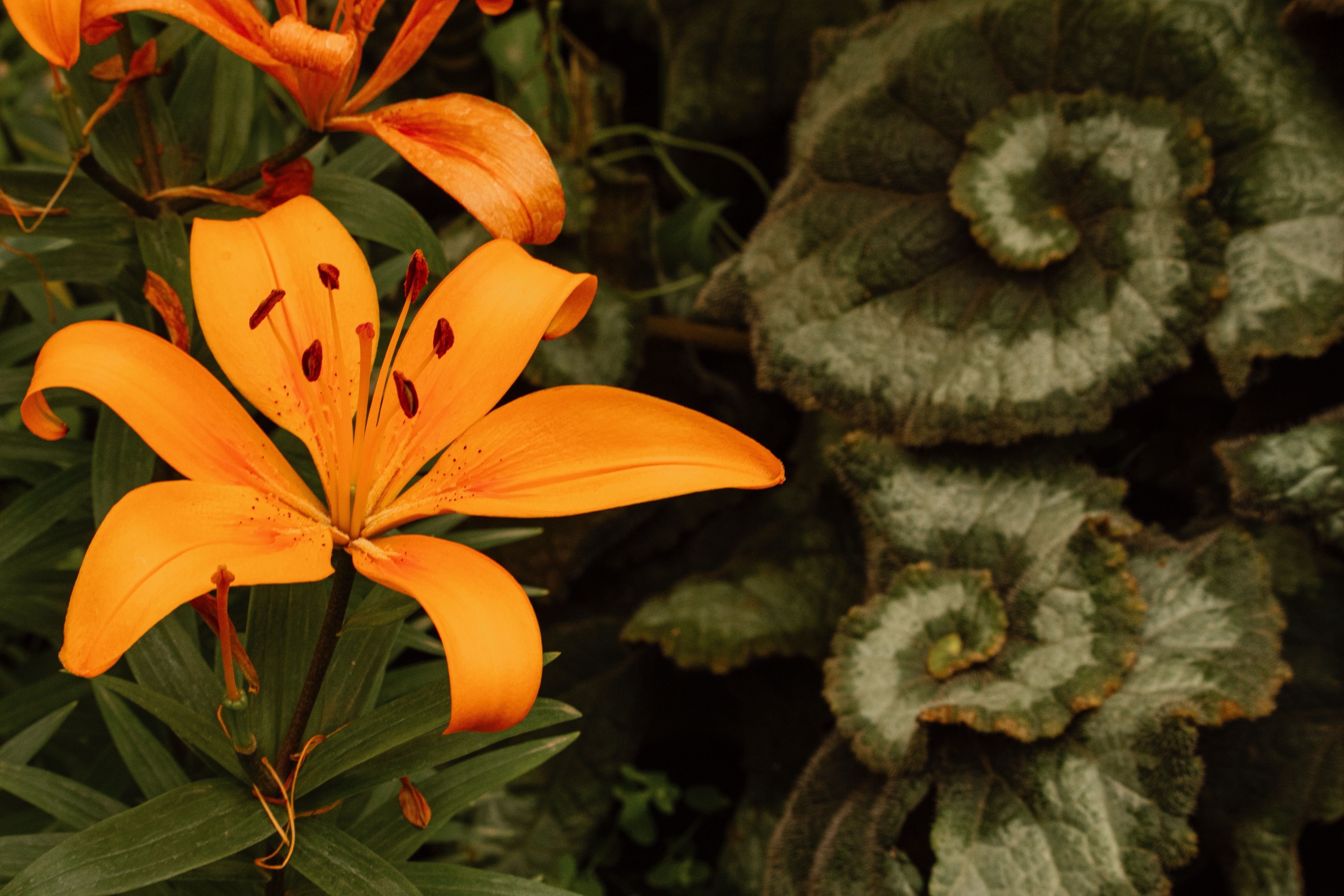 Vibrant Orange Lily Bloom in Garden Setting · Free Stock Photo