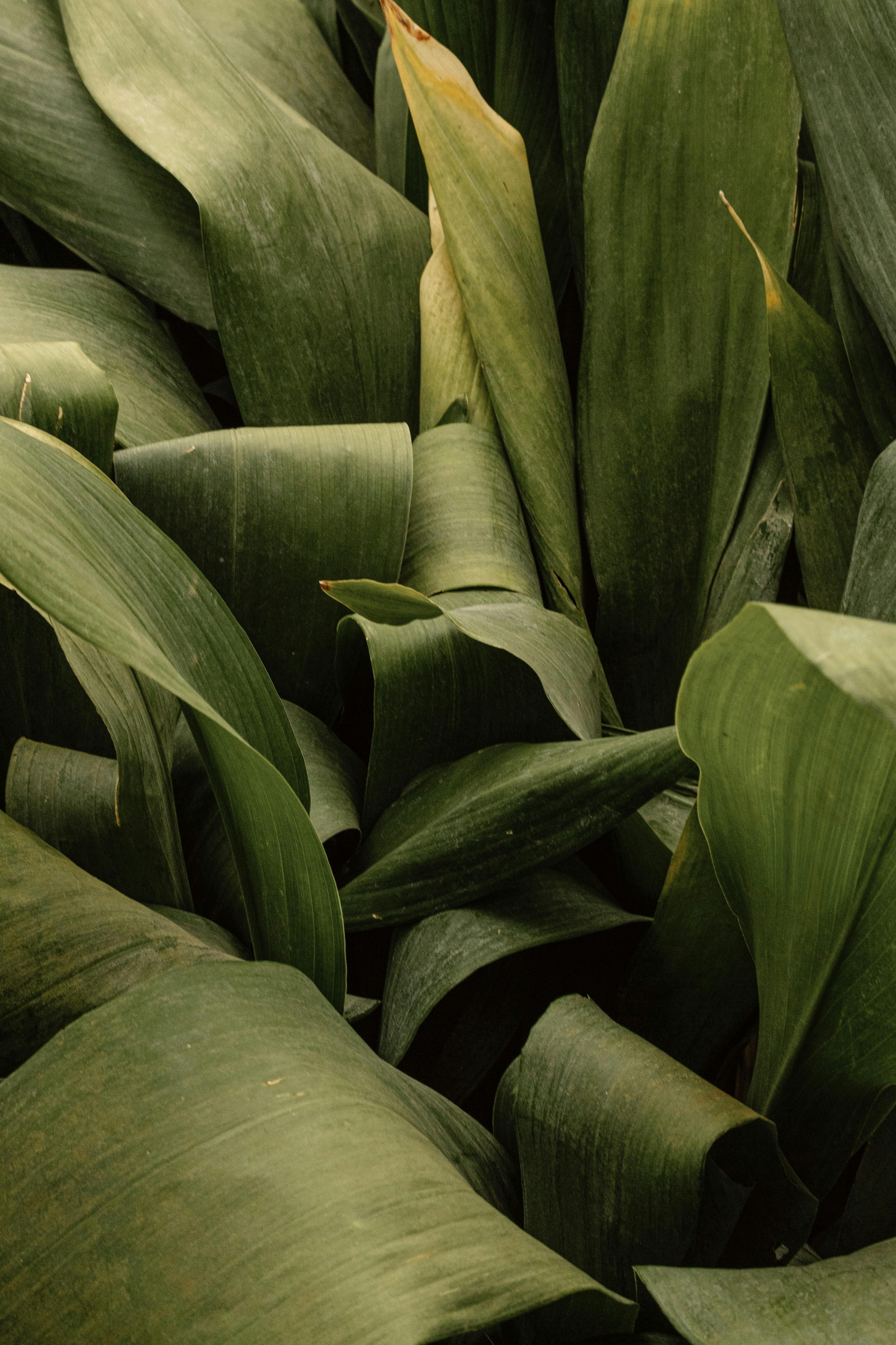 Green Leaf Borders Photos, Download The BEST Free Green Leaf Borders ...