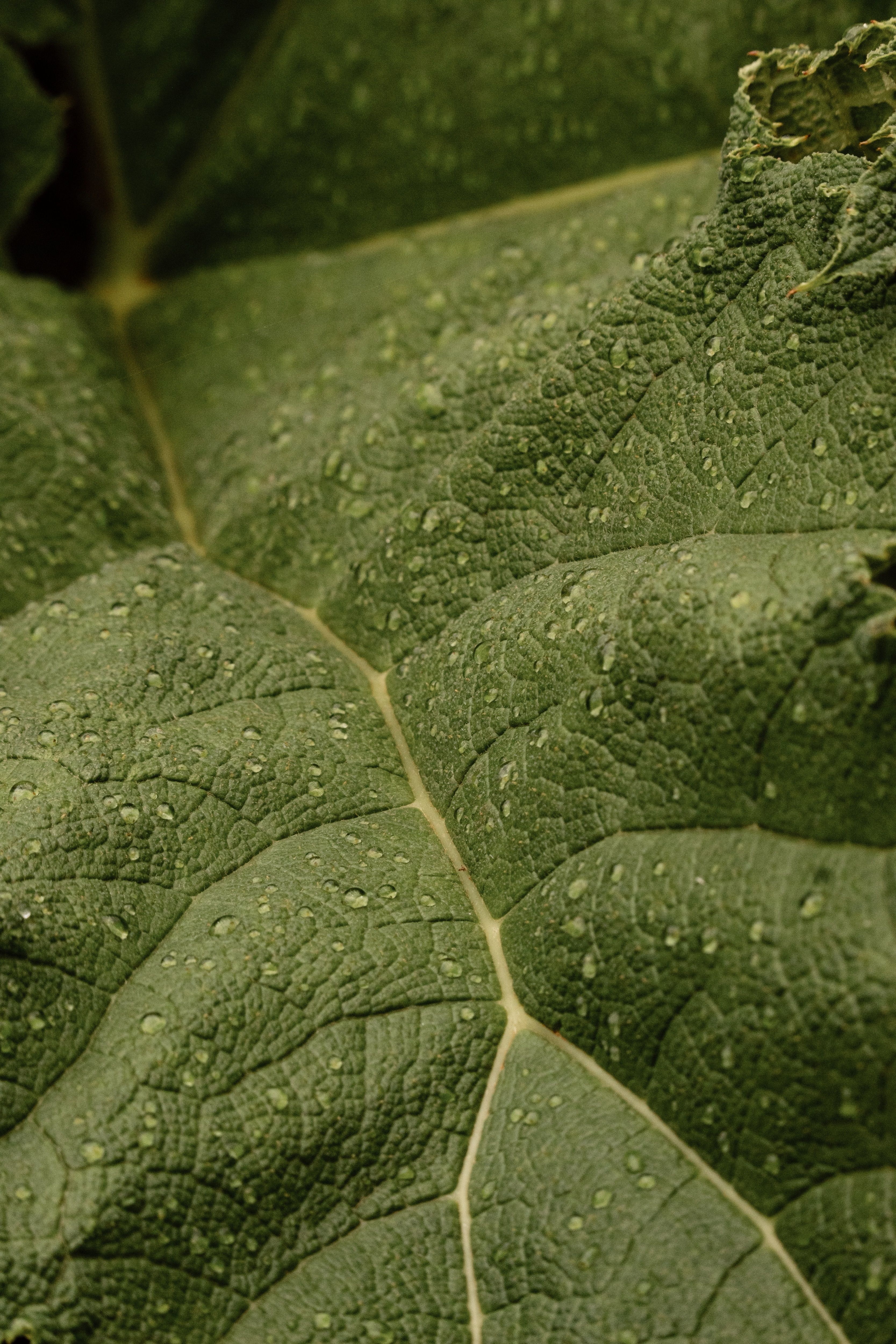 Powdery Mildew Leaves Photos, Download The BEST Free Powdery Mildew ...