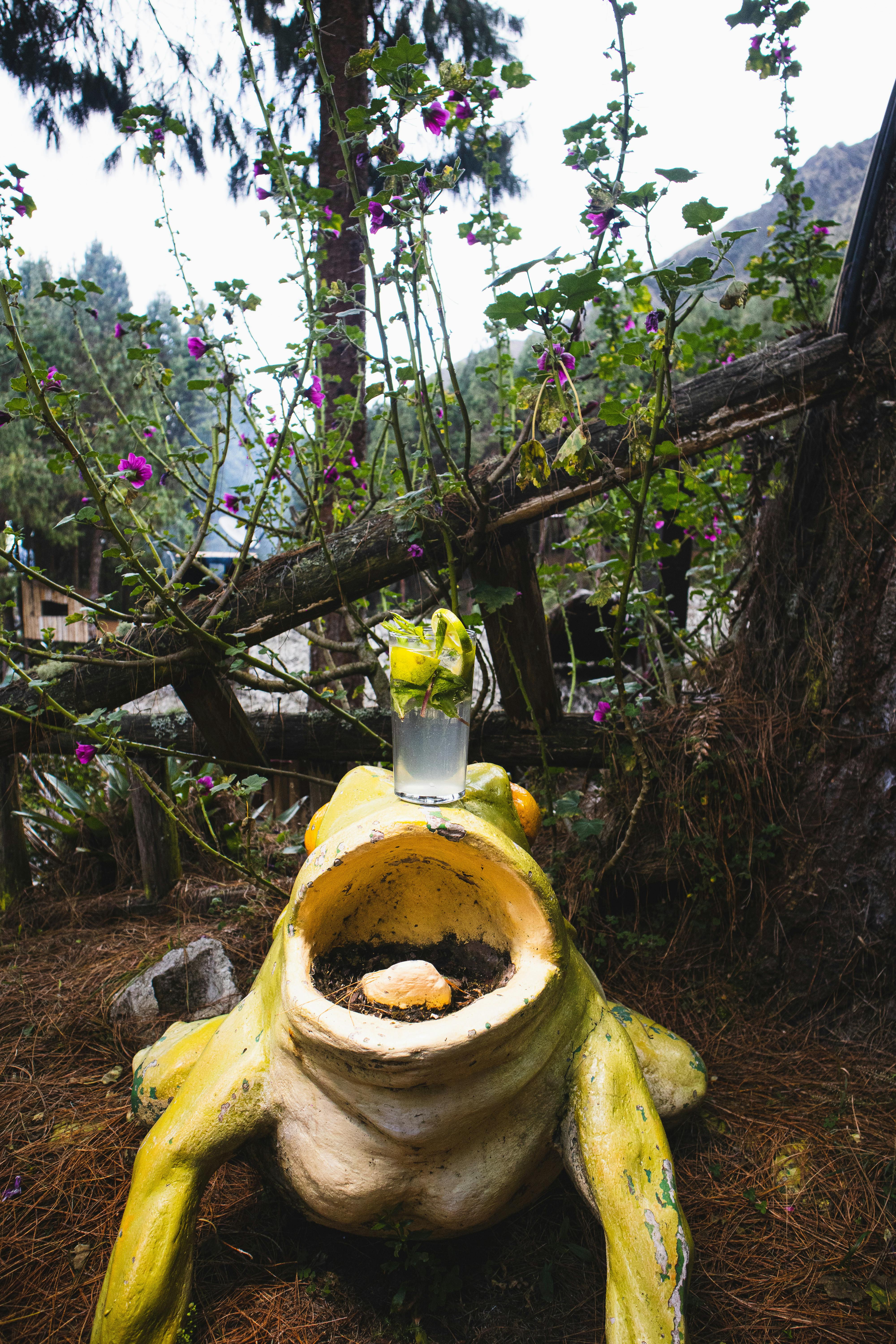 Images Of Frogs Photos, Download The BEST Free Images Of Frogs Stock ...