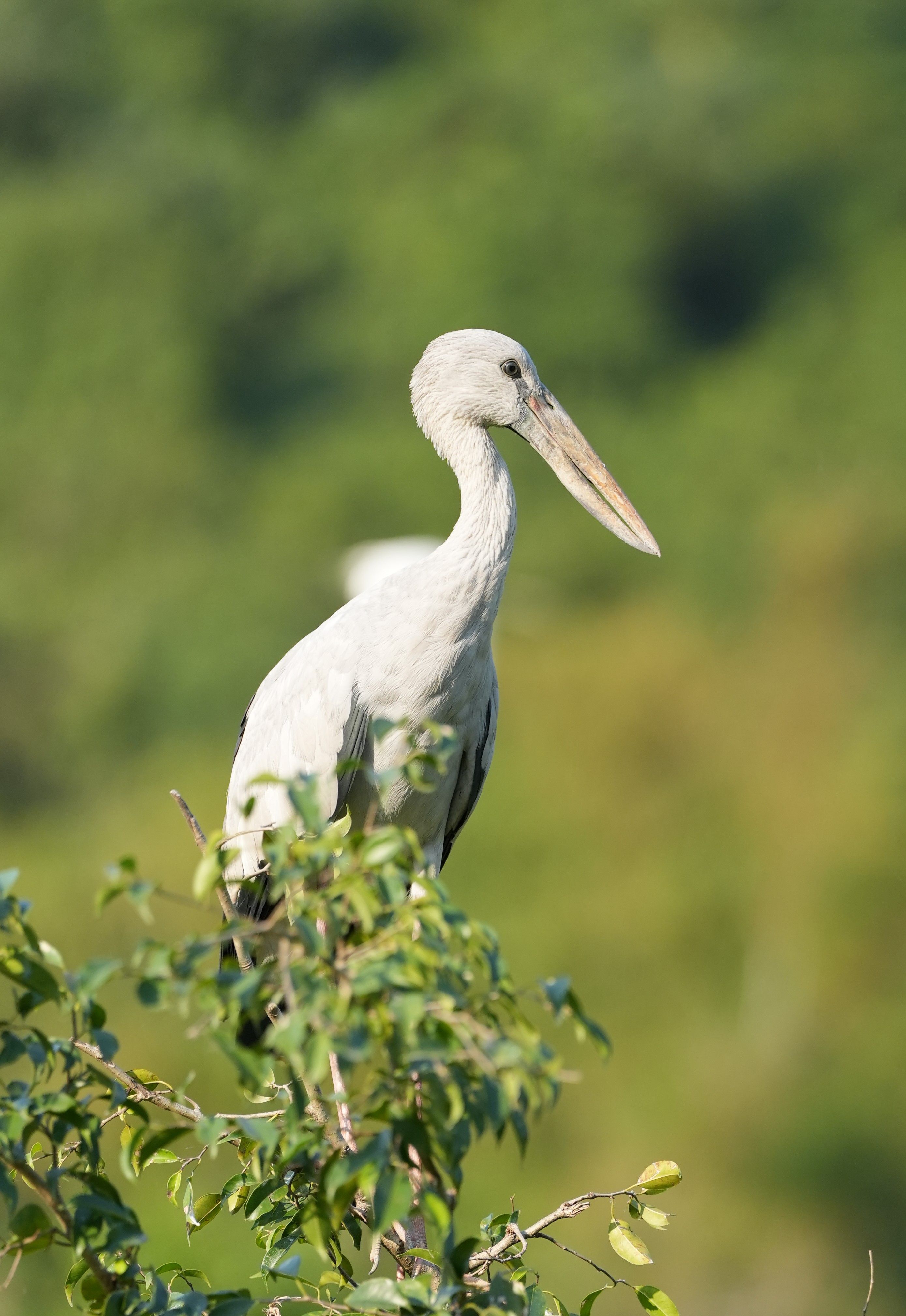 Stork Photos, Download The BEST Free Stork Stock Photos & HD Images