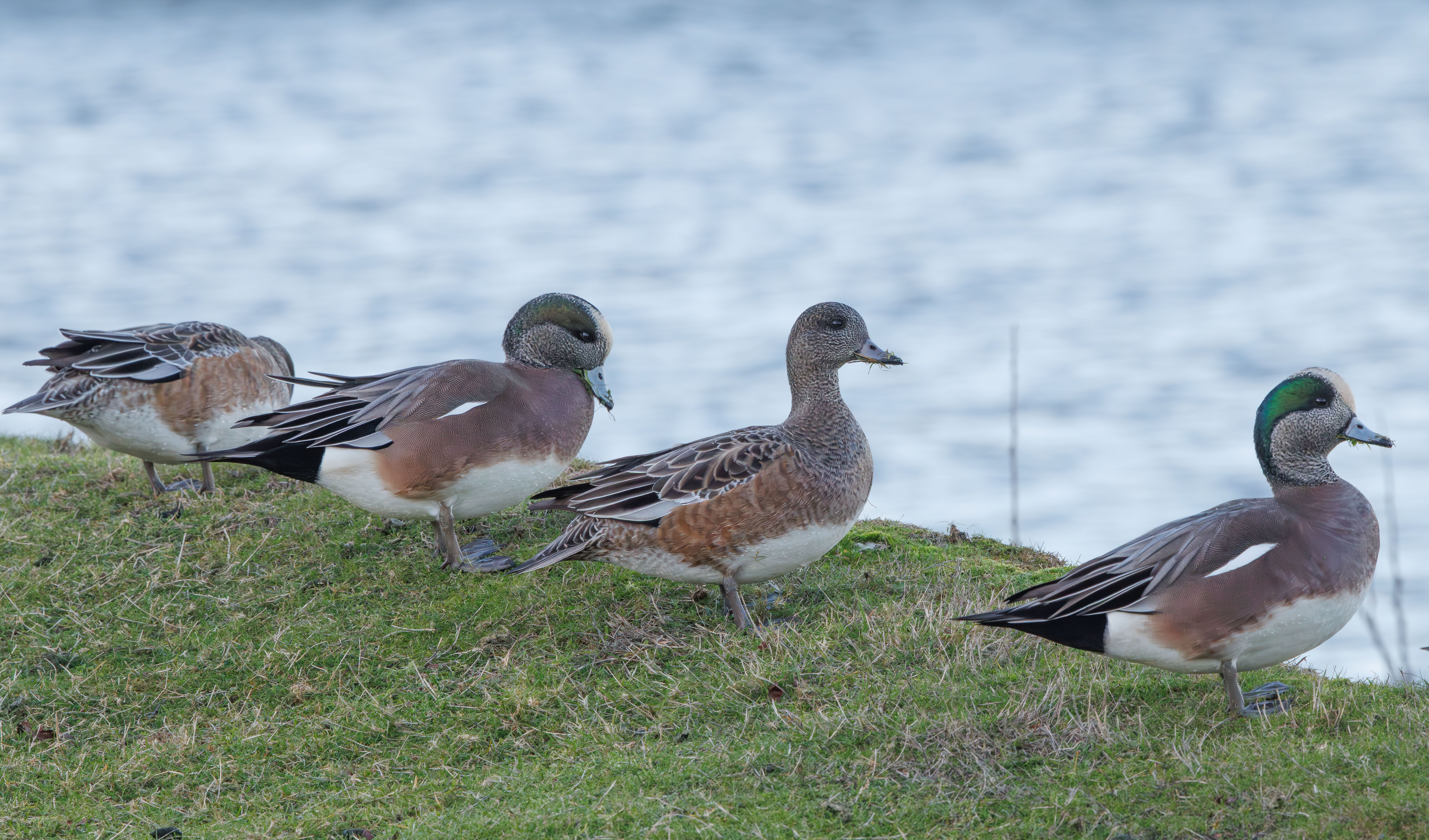 Four American Wigeons Standing by a Lake · Free Stock Photo