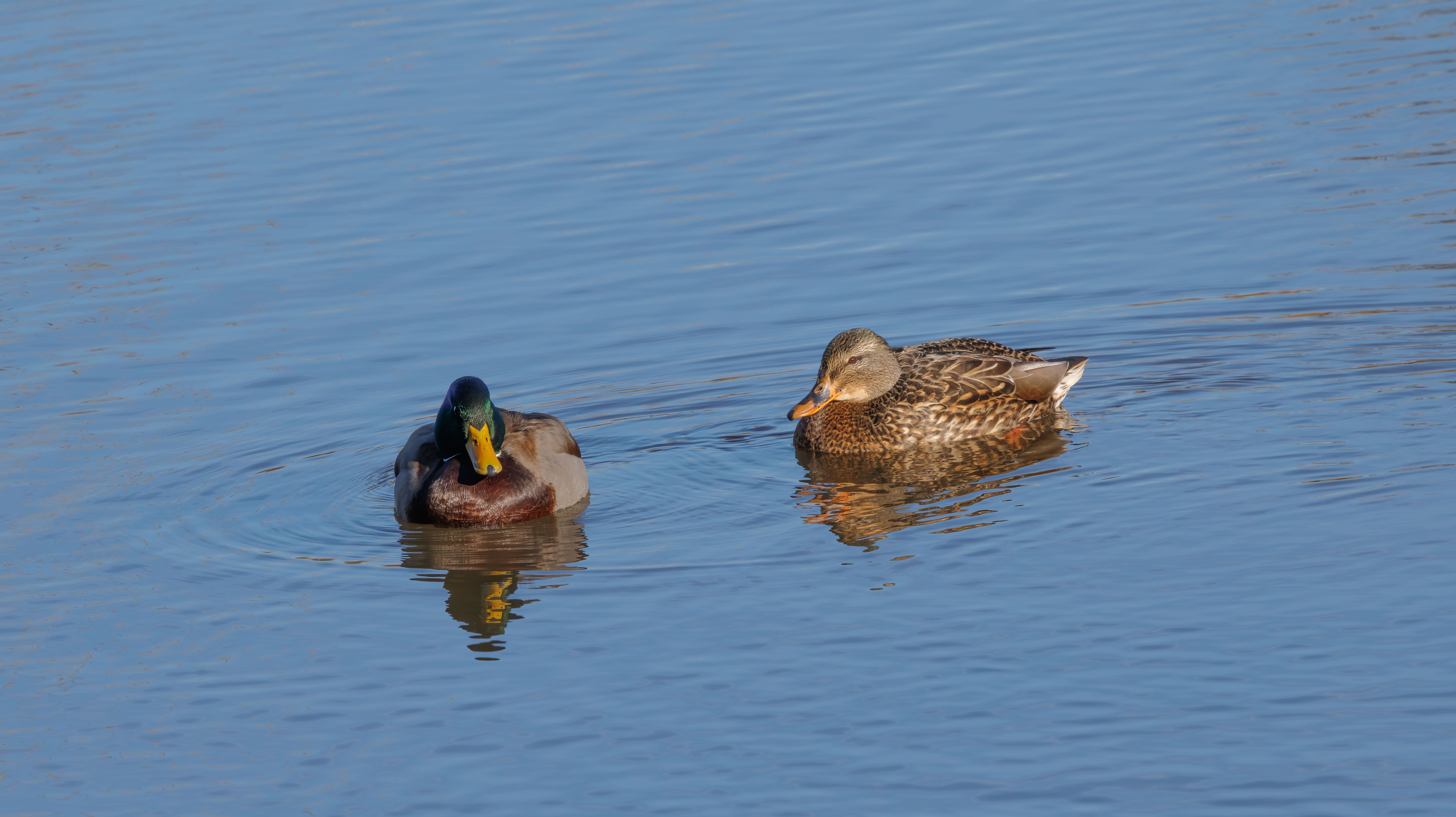 Duck Migration Photos Download The Best Free Duck Migration Stock
