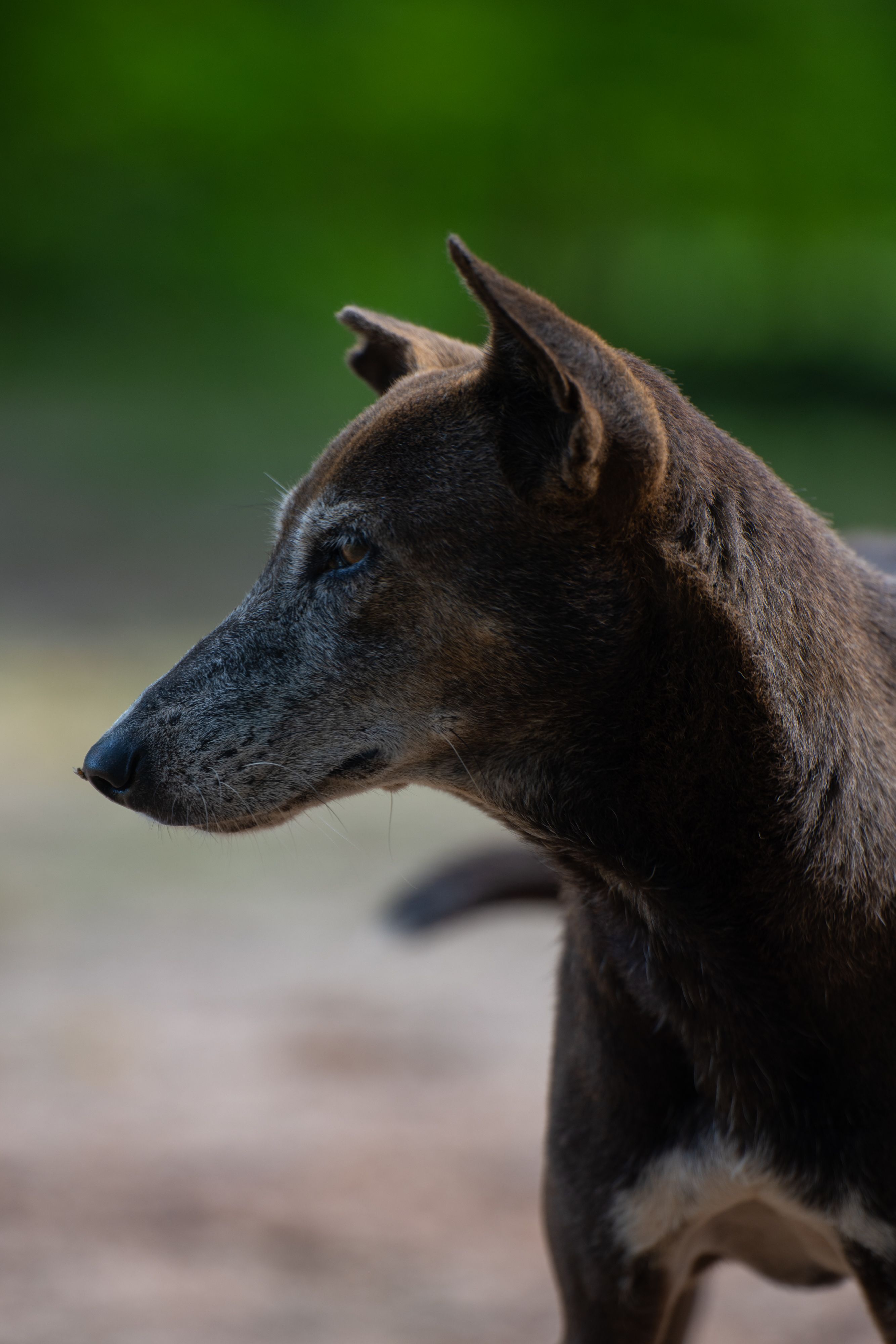 Stray Dog Love Photos, Download The BEST Free Stray Dog Love Stock ...