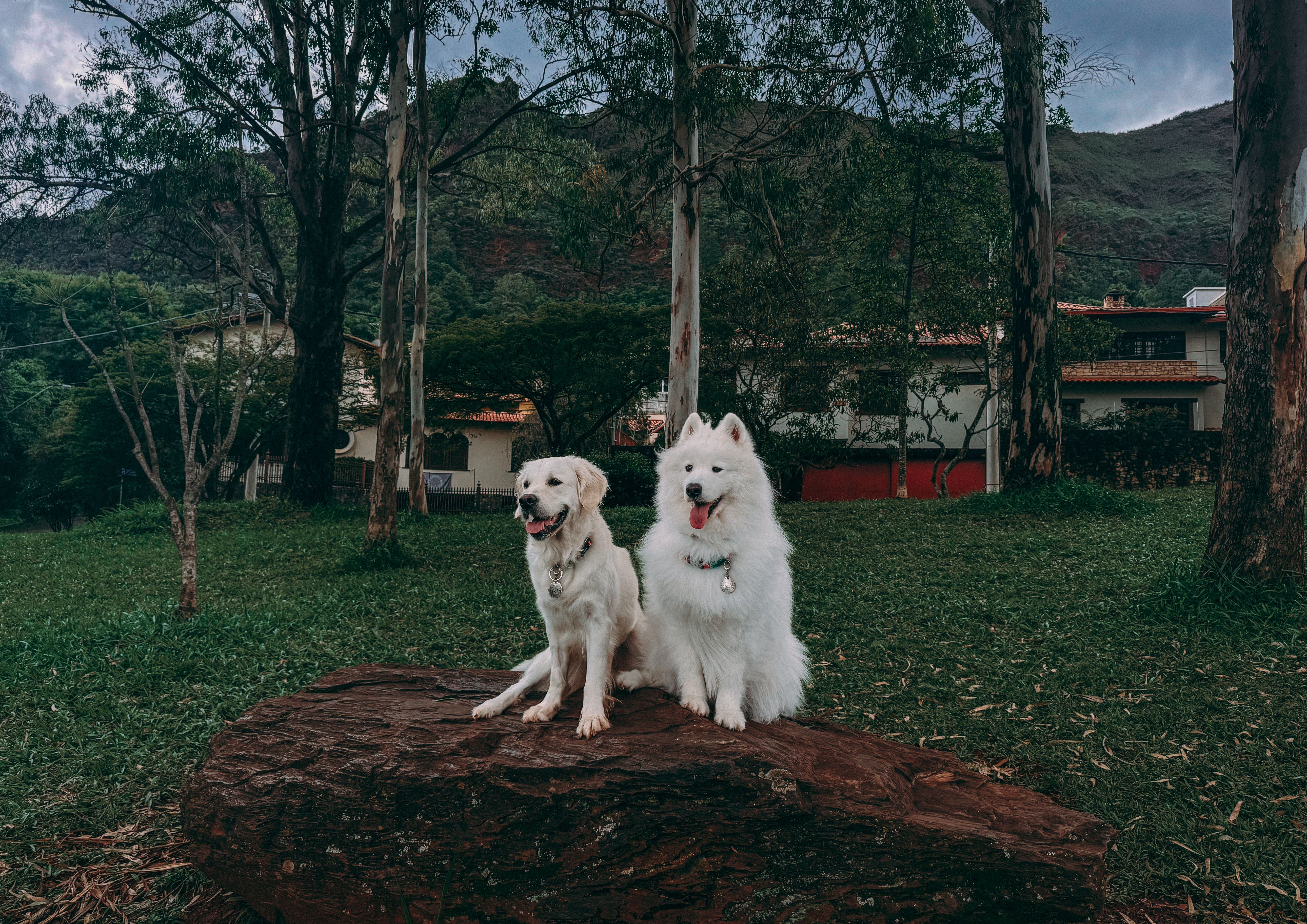 Two Dogs Sitting on a Tree Trunk Outdoors · Free Stock Photo