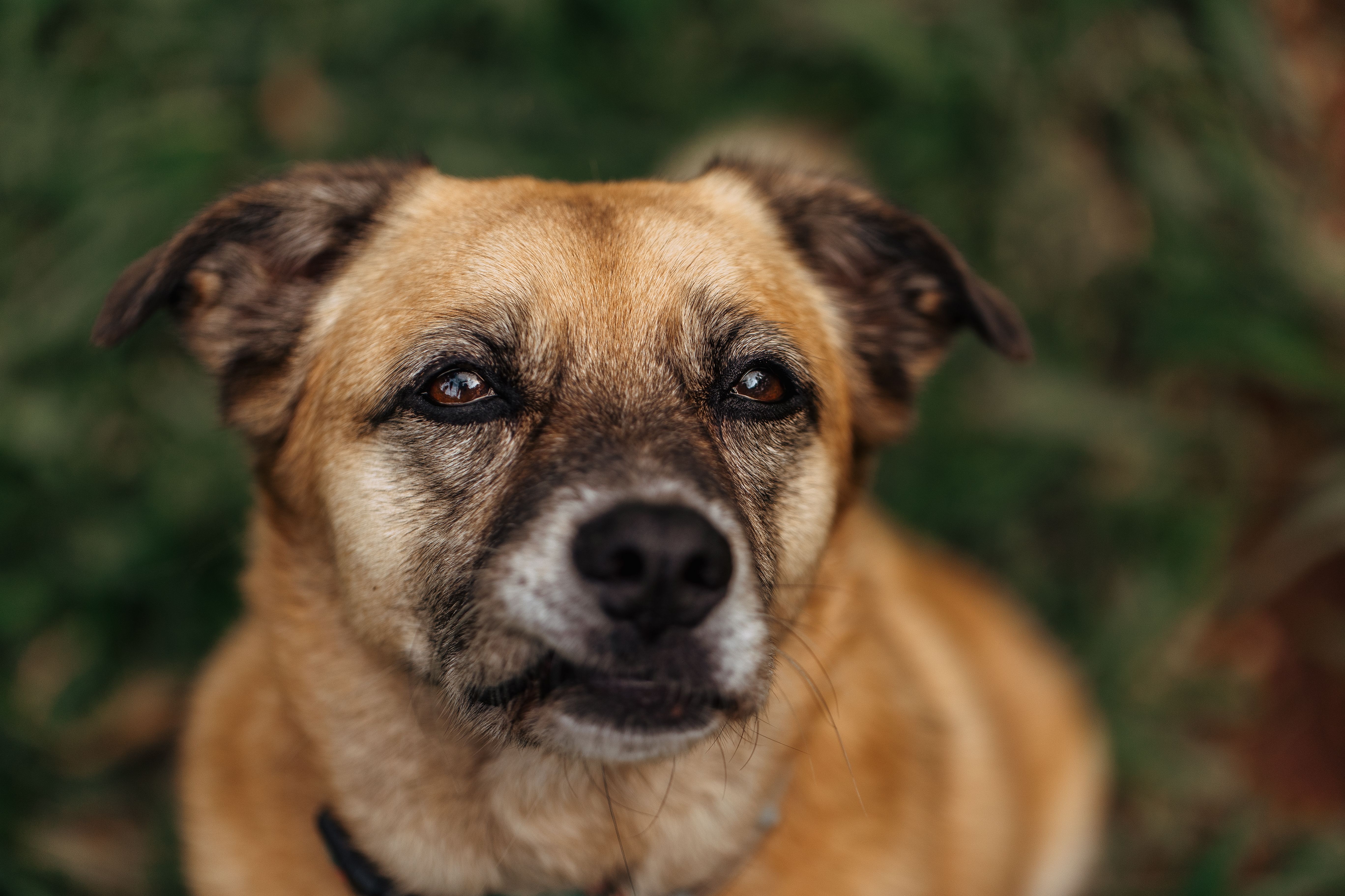 Close-Up Photo of Dog · Free Stock Photo