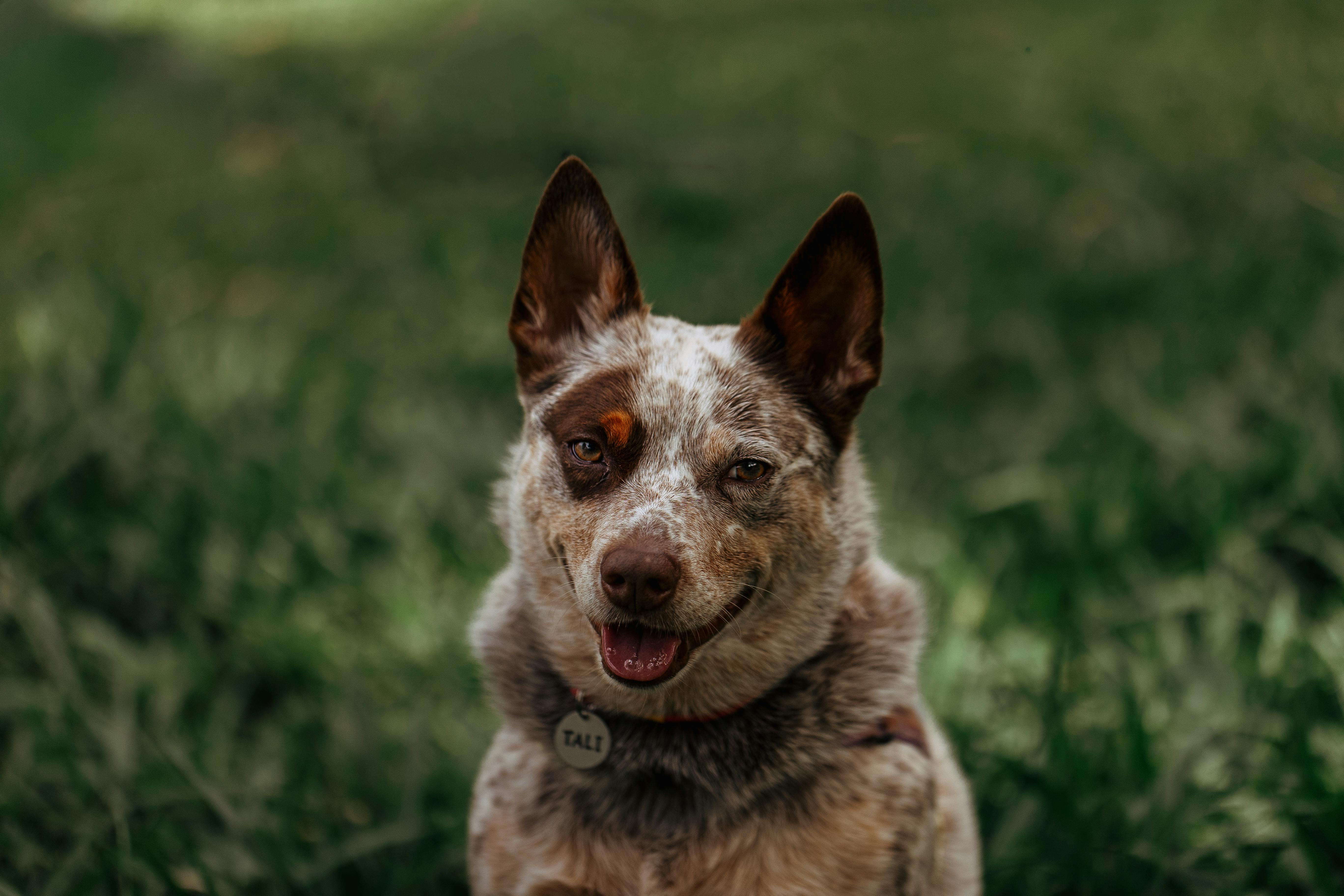 200.000+ Incestflix.com,+animals Bilder und Fotos · Kostenlos ...