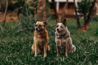 Two Dogs Photos, Download The BEST Free Two Dogs Stock Photos & HD Images