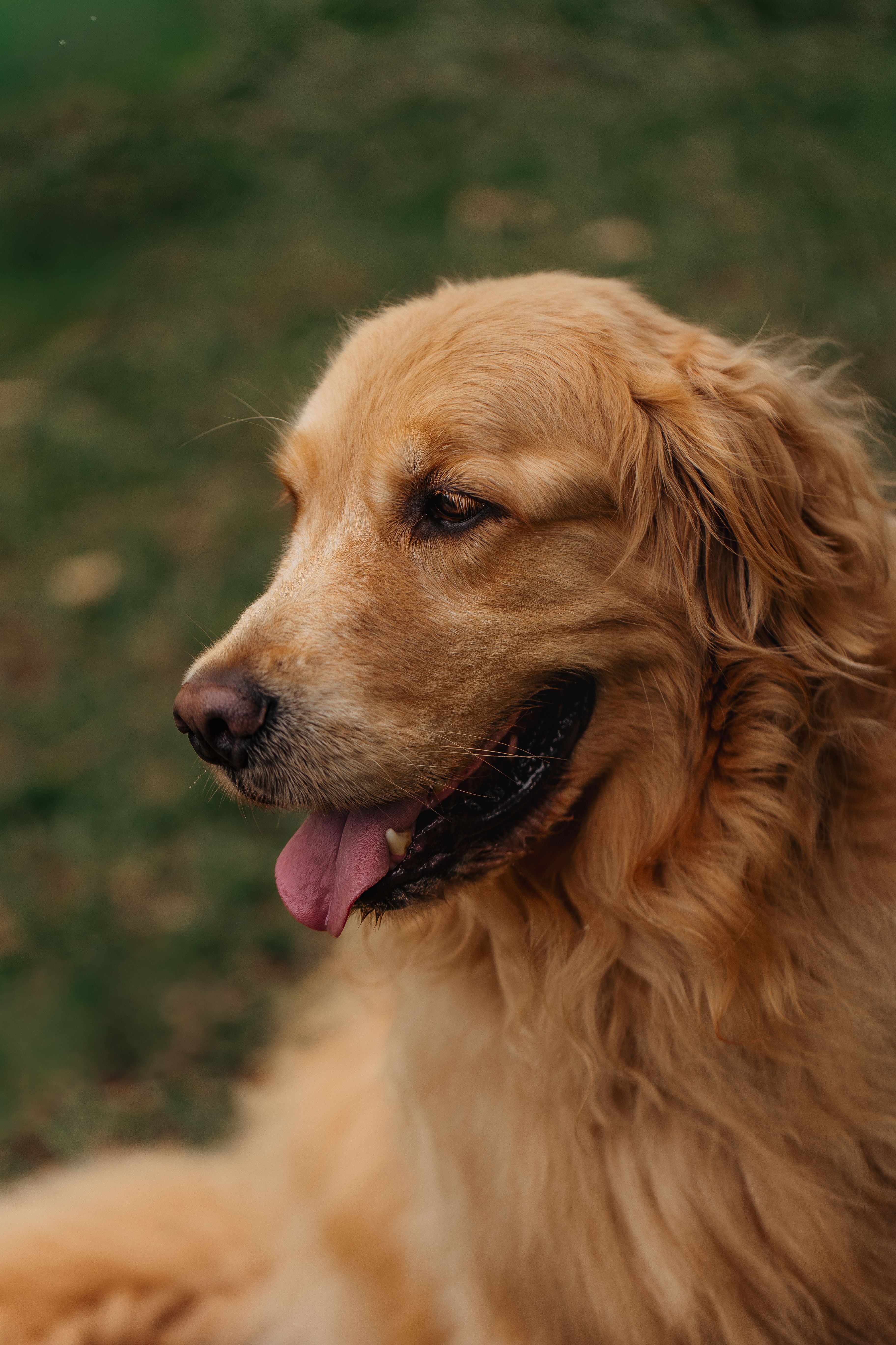 Golden Retriever Portrait in Natural Setting · Free Stock Photo