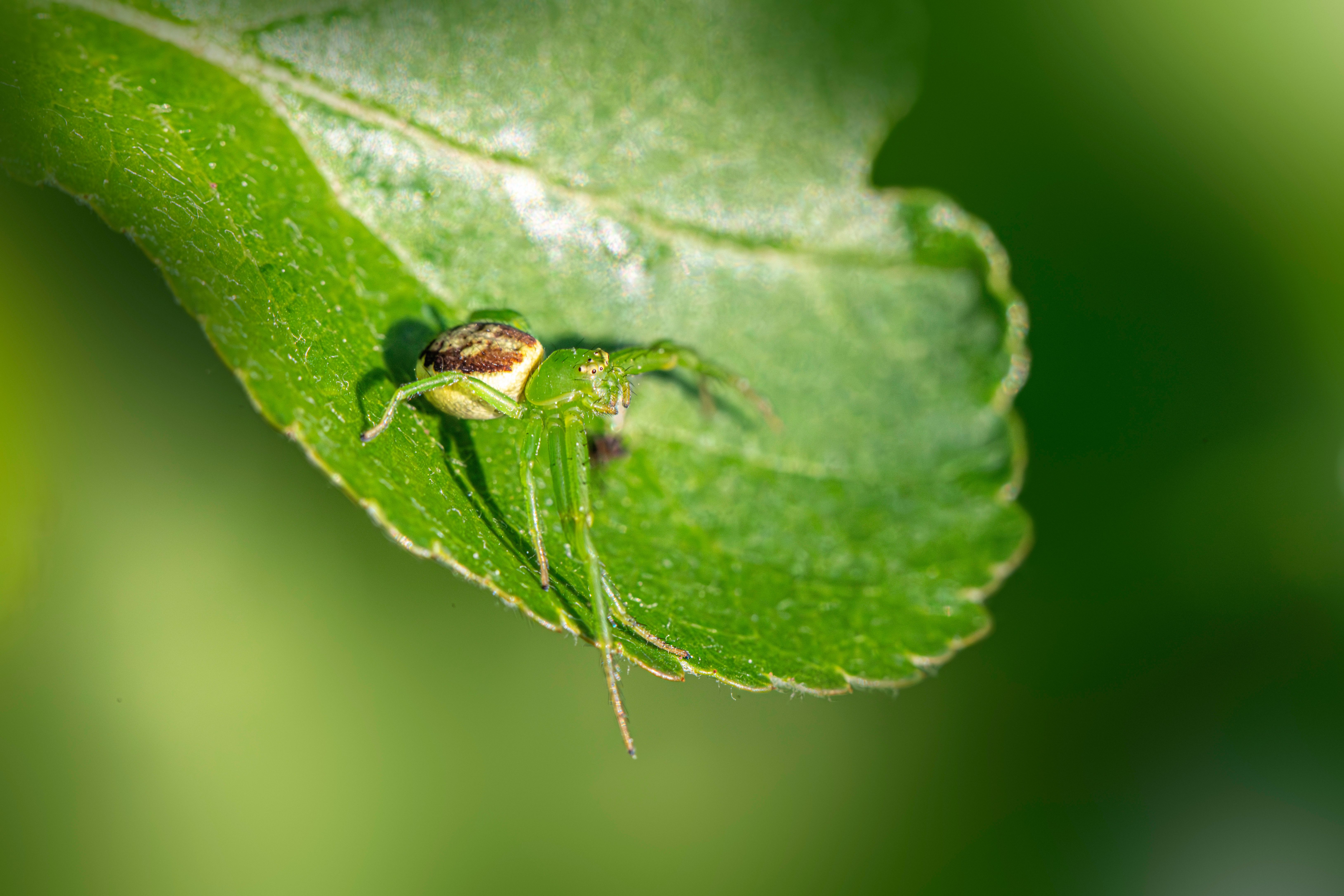 Senpai Spider Photos, Download The BEST Free Senpai Spider Stock Photos ...
