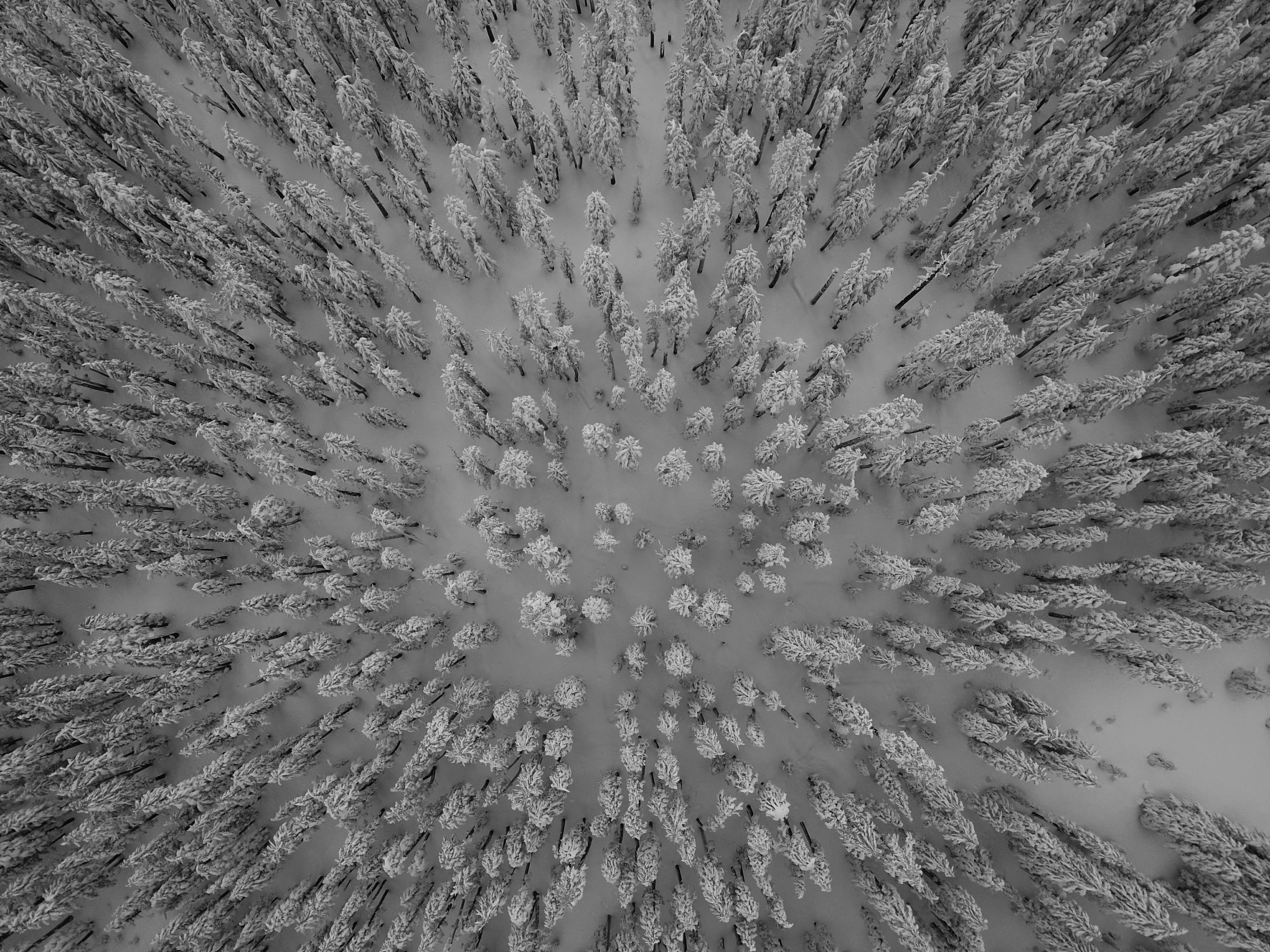 Aerial Photography of Trees · Free Stock Photo