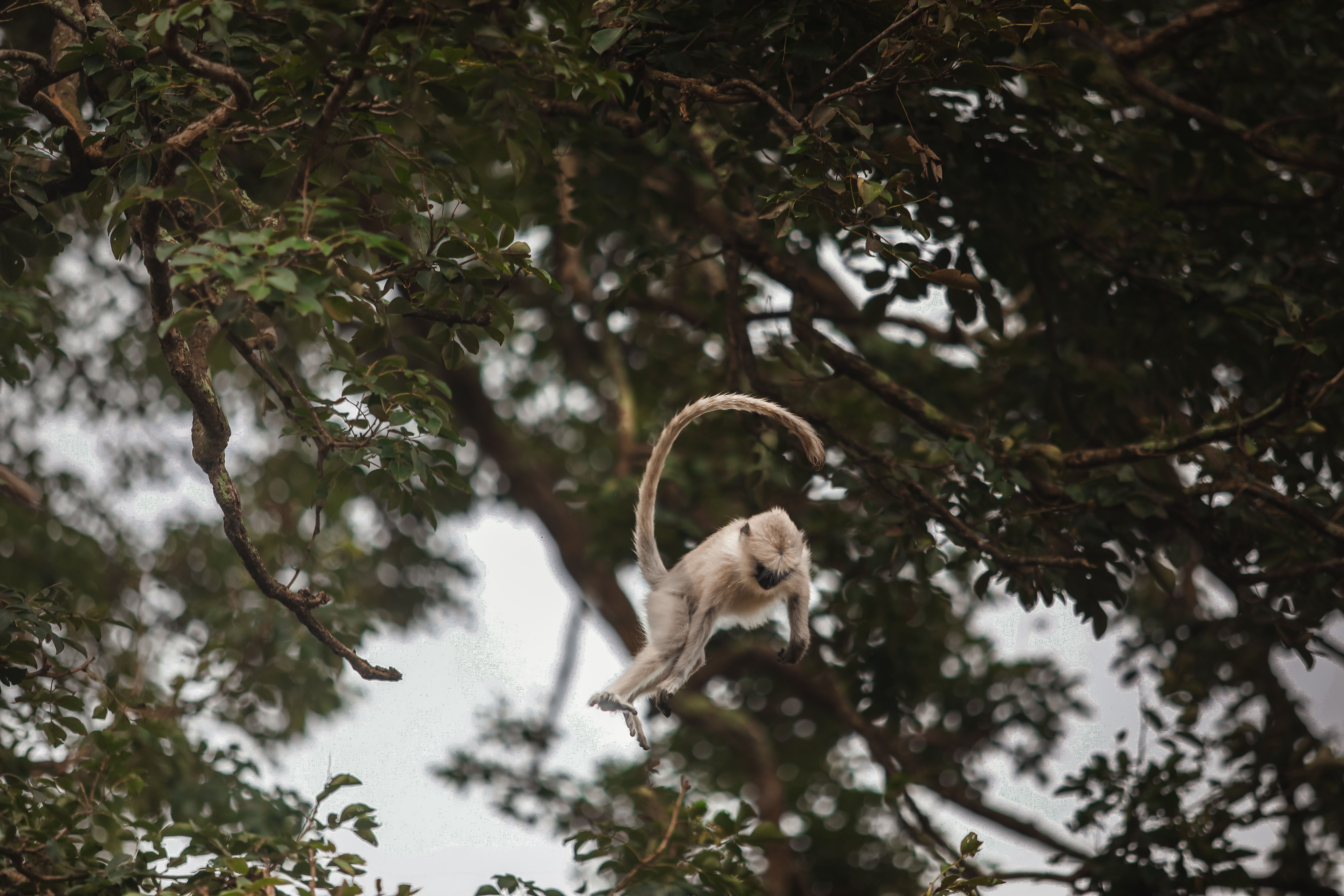 Langur Monkey Leaping Through Forest Canopy · Free Stock Photo