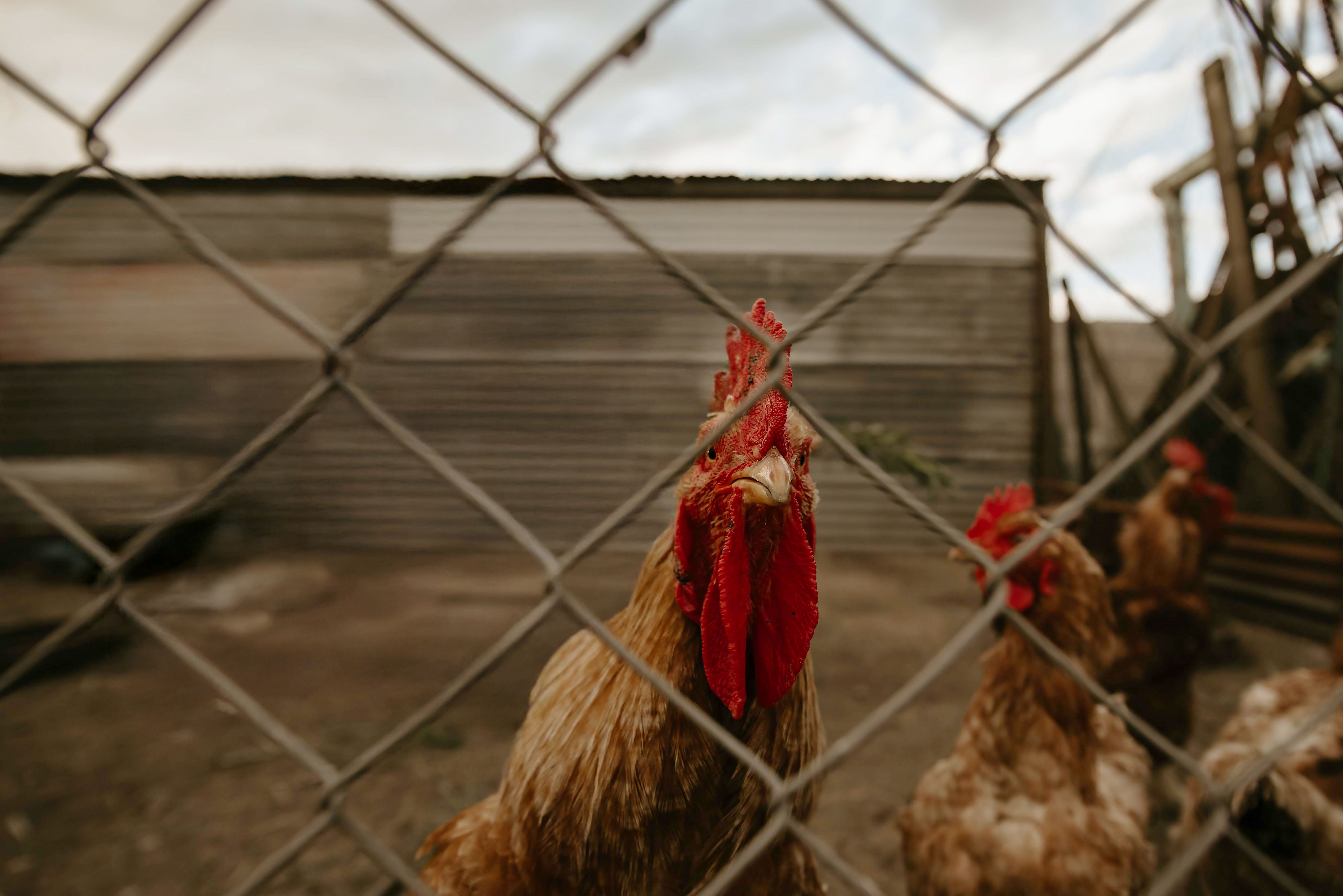 Close-up of Chicken in a Farmyard Setting · Free Stock Photo