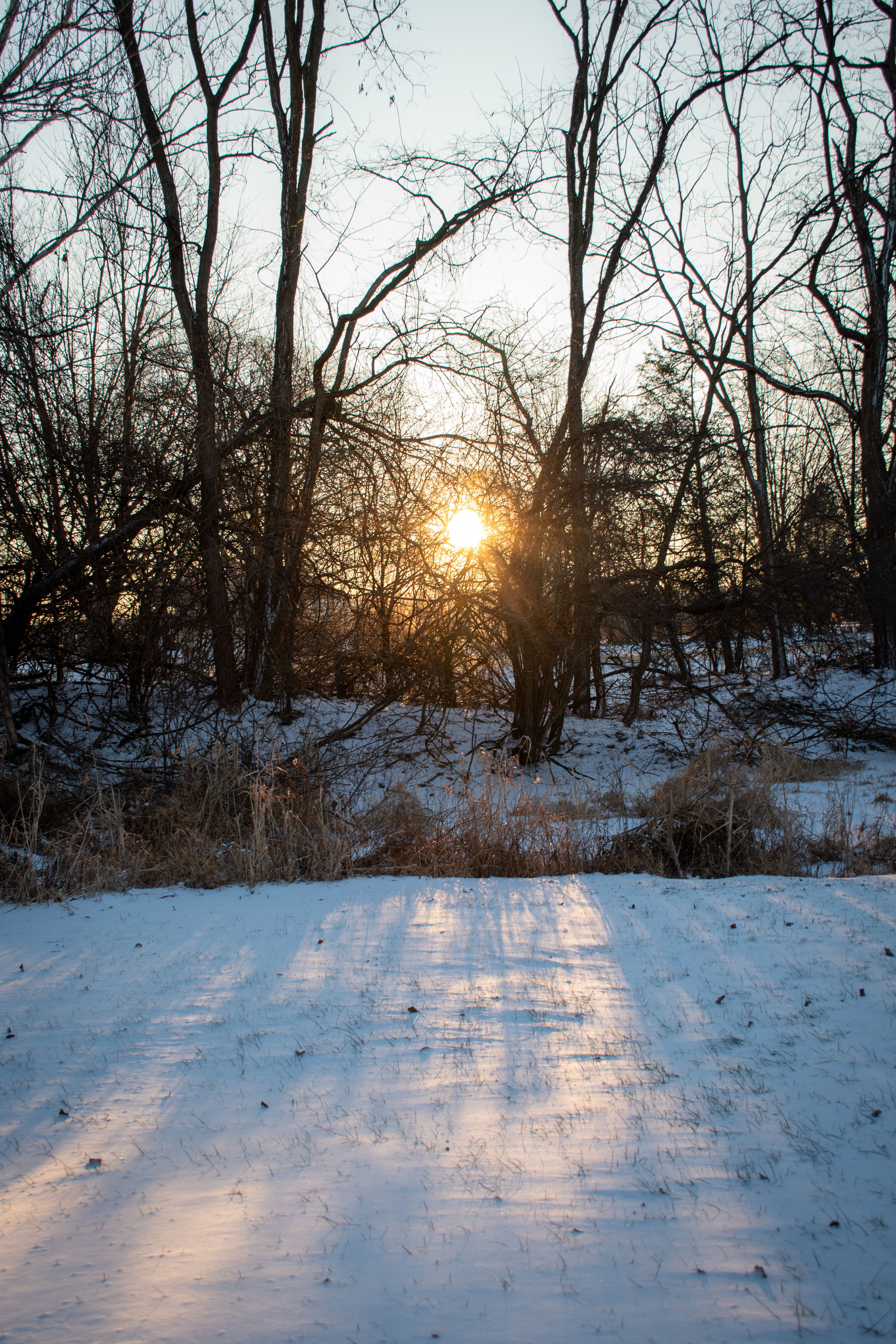 Serene Winter Sunset Through Forest Trees · Free Stock Photo