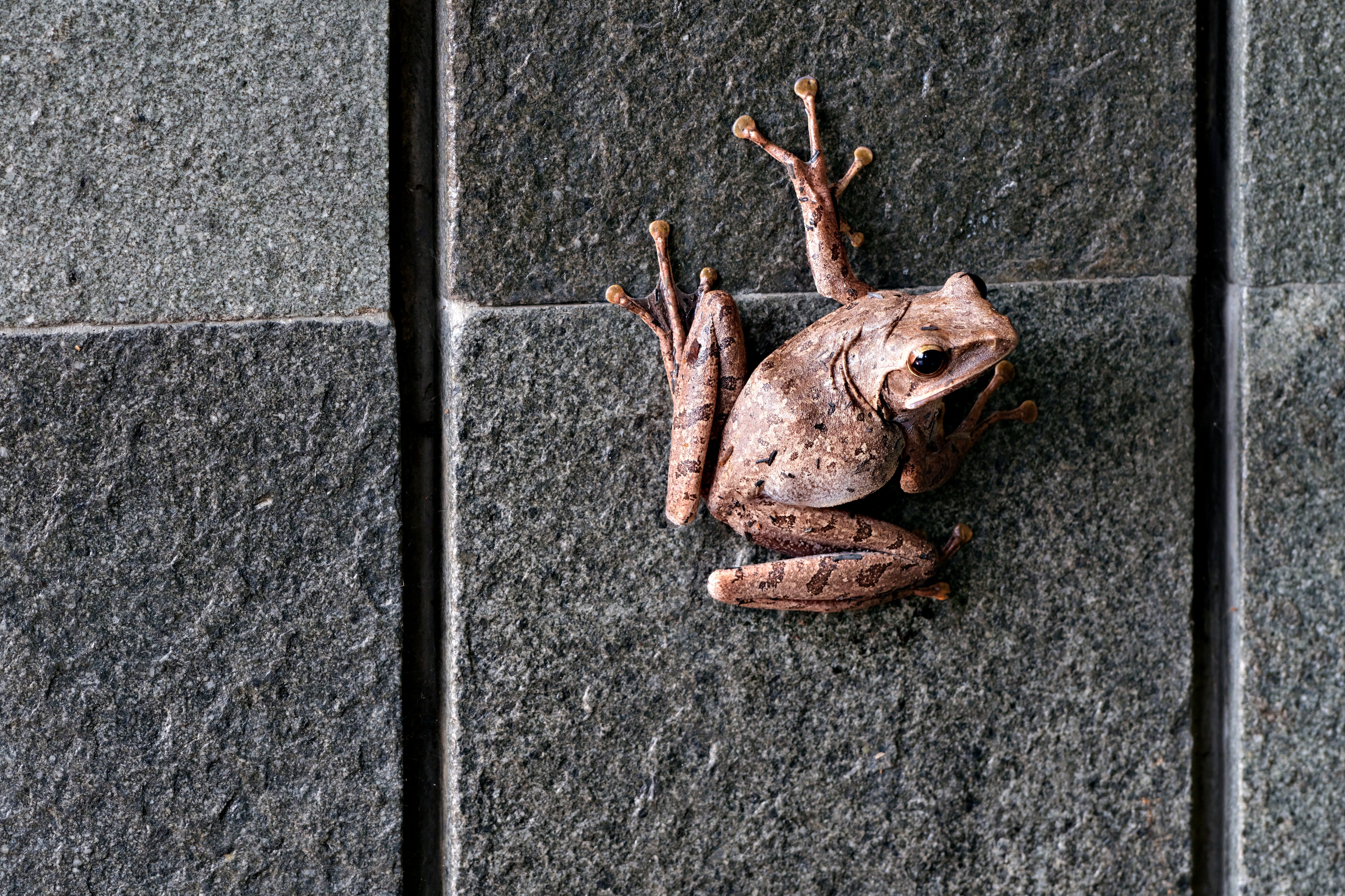 Frog Webbed Feet Photos, Download The BEST Free Frog Webbed Feet Stock ...