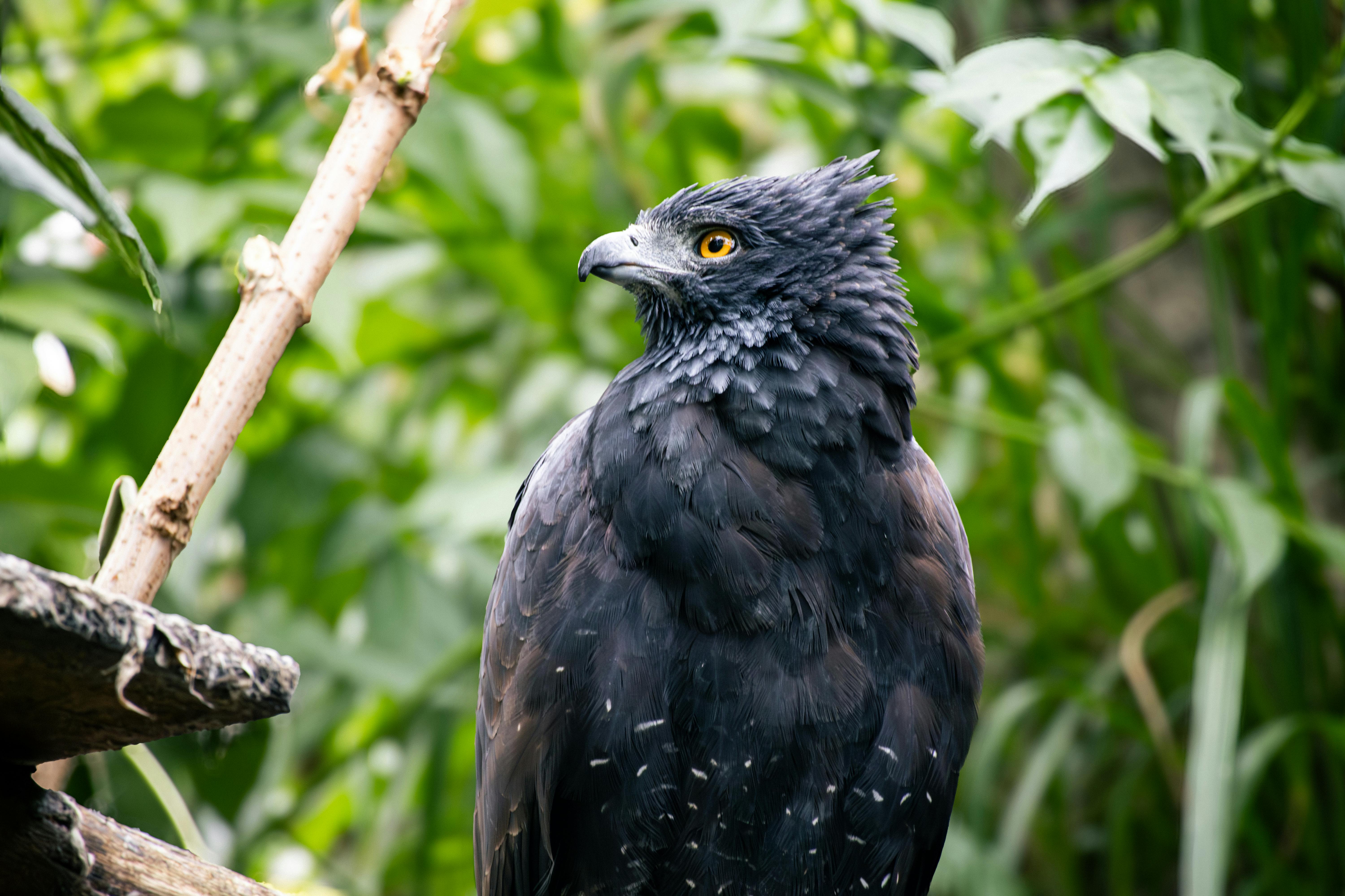 Impresionante águila Negra Crestada En Una Exuberante Selva · Foto de ...