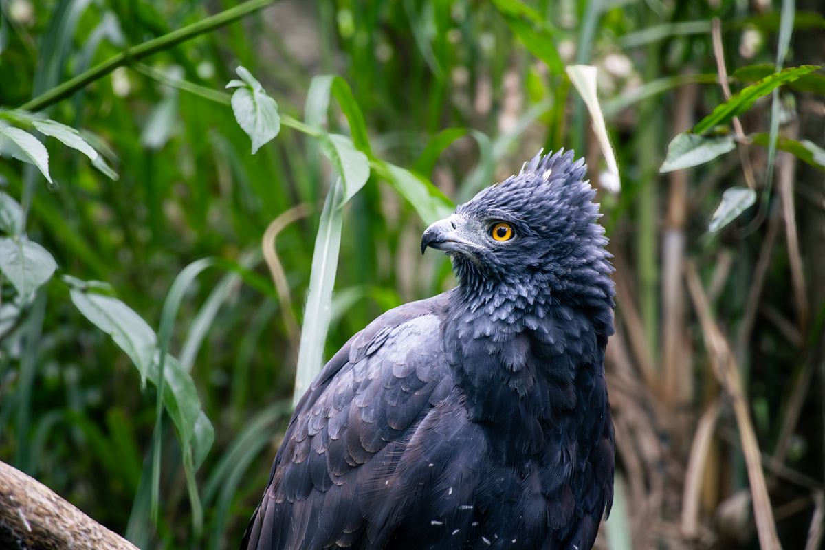 Harpy Eagle Next To Guy Photos, Download The BEST Free Harpy Eagle Next ...
