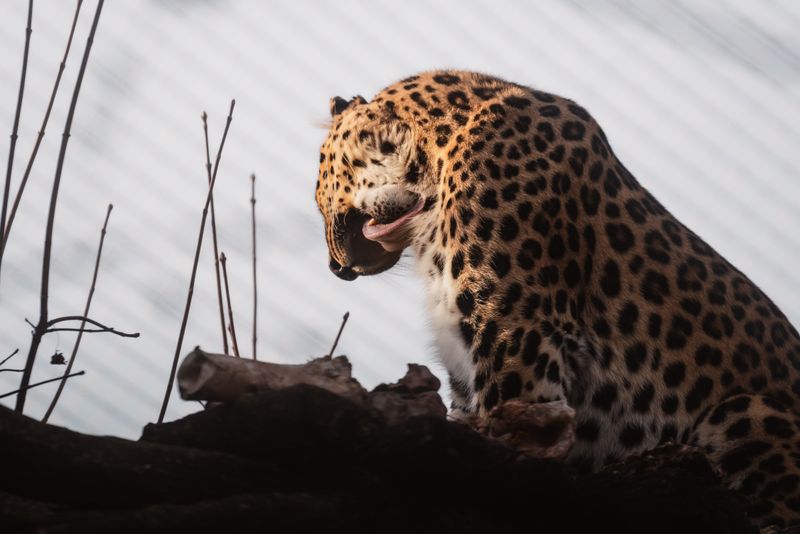 Leopard Print Wallpaper Photos, Download The BEST Free Leopard Print ...