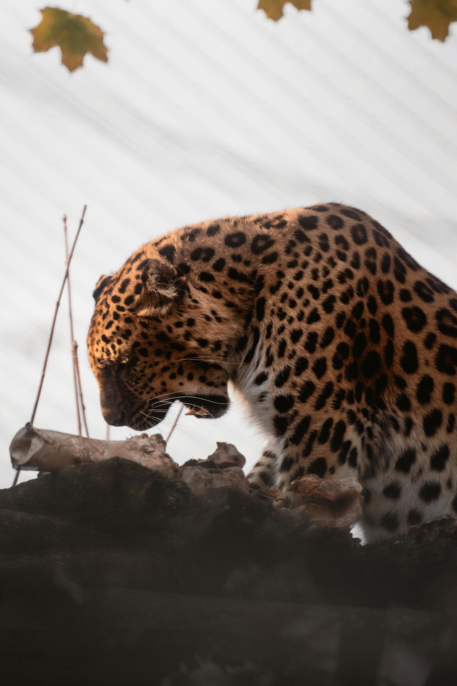 4k Leopard Desktop Wallpapers Photos, Download The BEST Free 4k Leopard ...