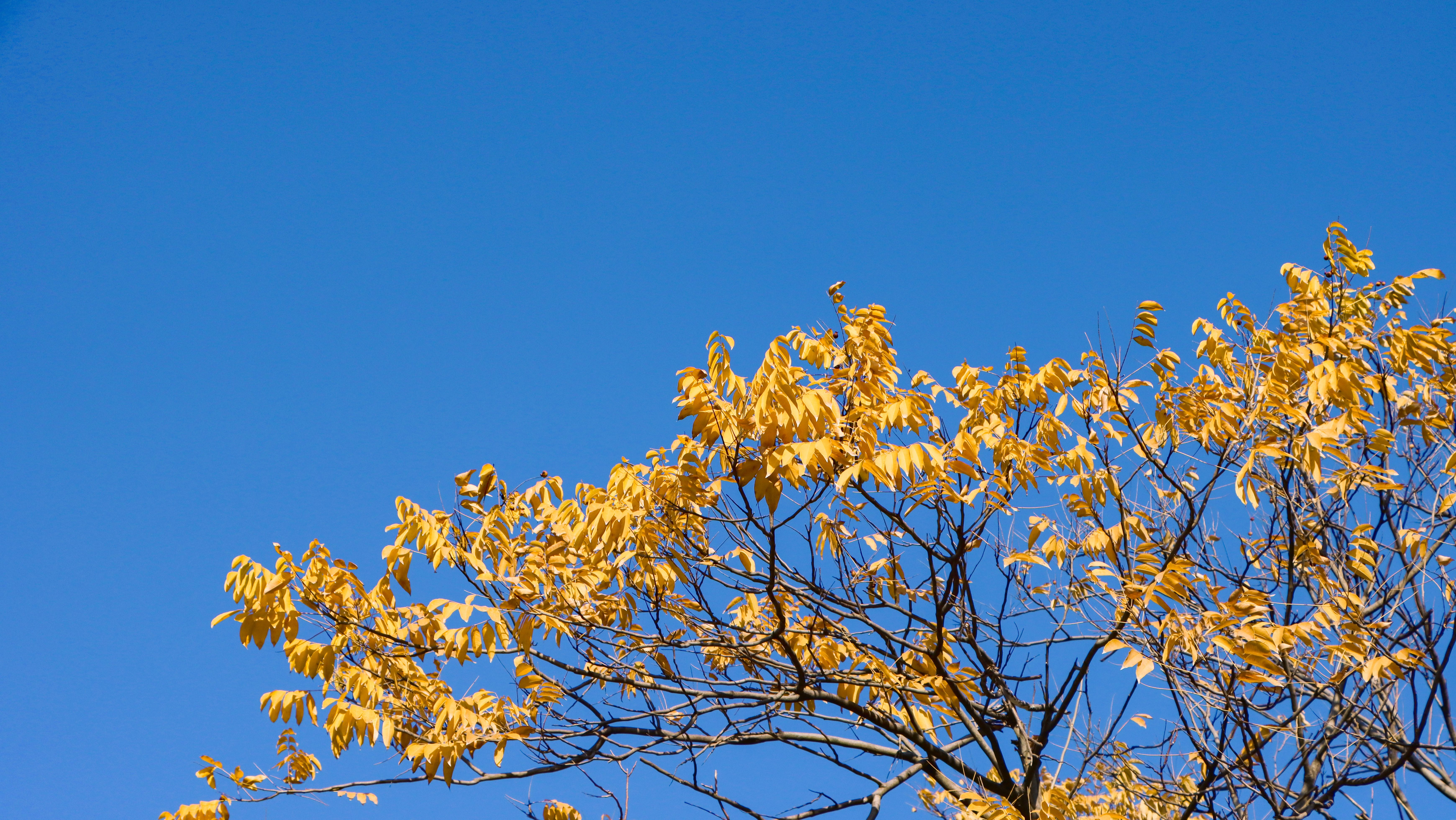 Bright Earth Colors Contrasting Photos, Download The BEST Free Bright ...