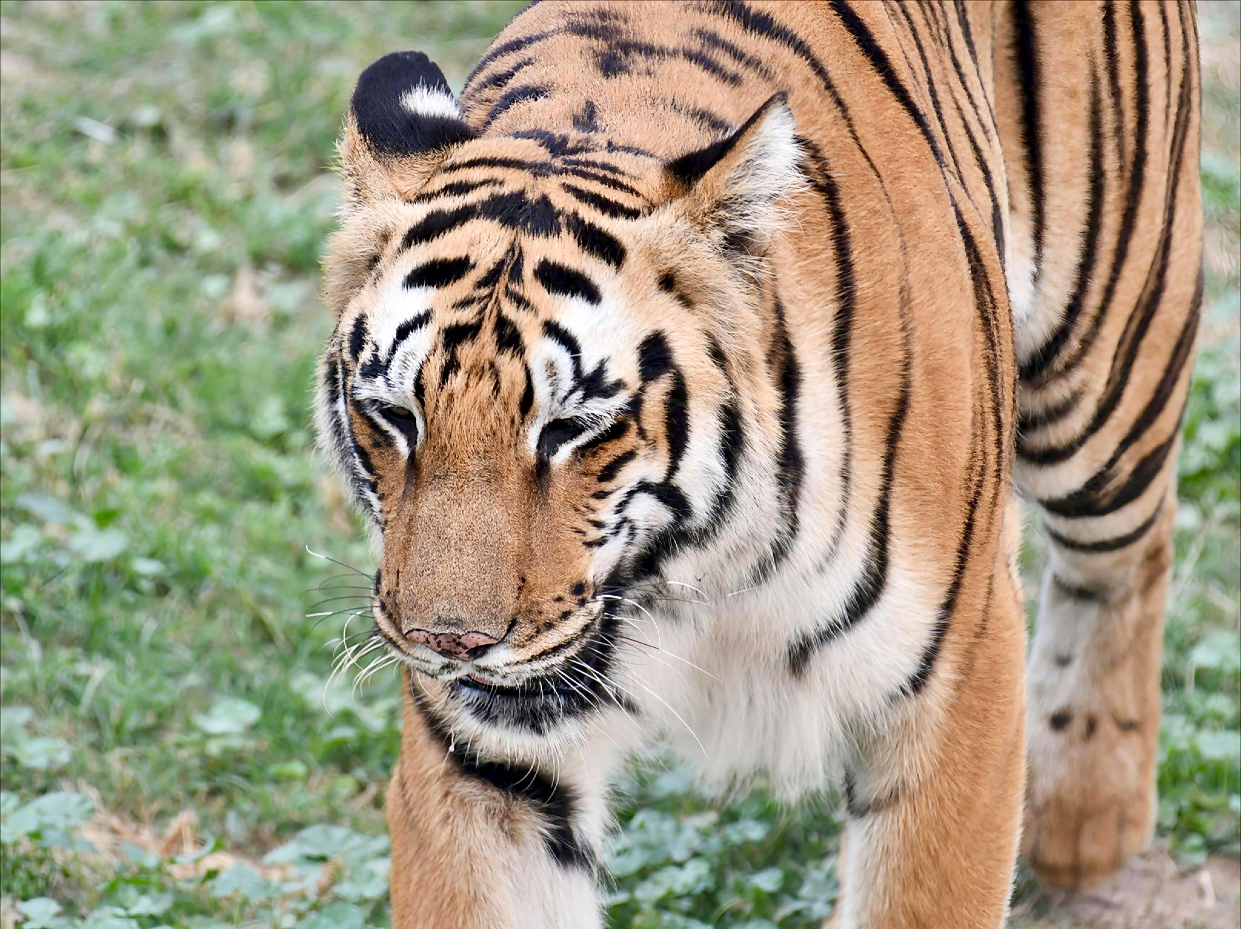 Orange and Black Bengal Tiger Walking on Green Grass Field during ...