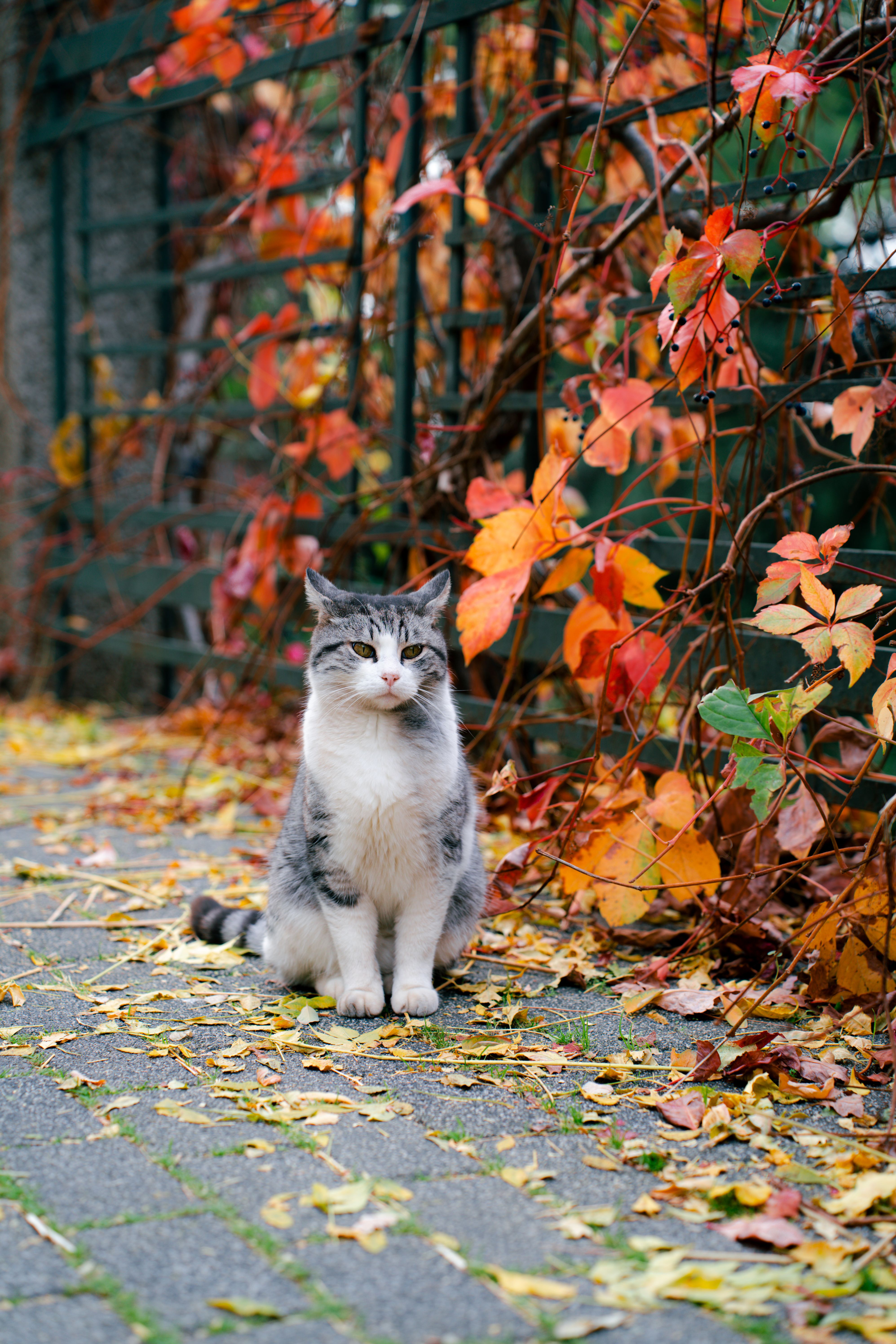 Cats Reference Photos, Download The BEST Free Cats Reference Stock ...