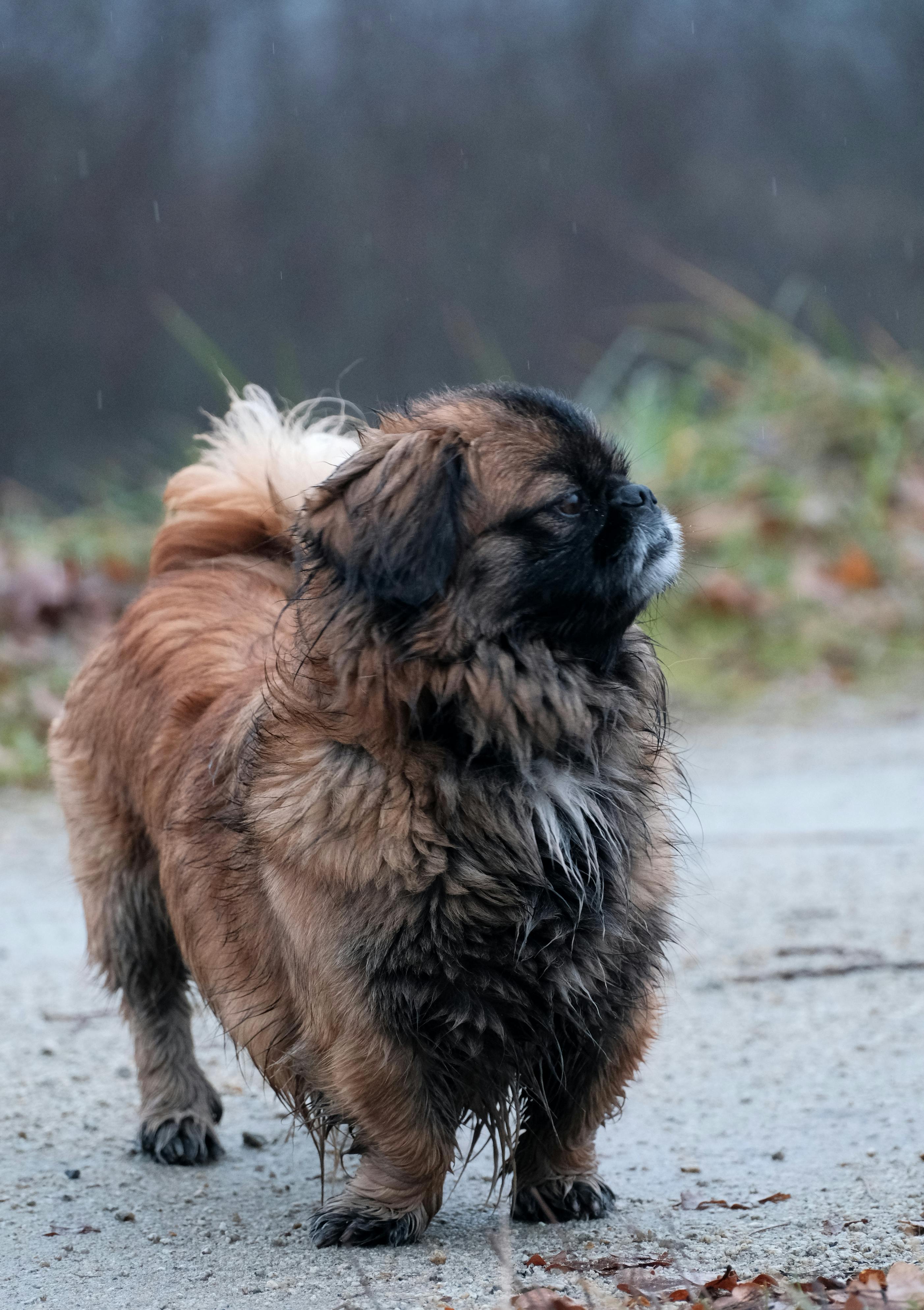 Trough+And+Rain Photos, Download The BEST Free Trough+And+Rain Stock ...
